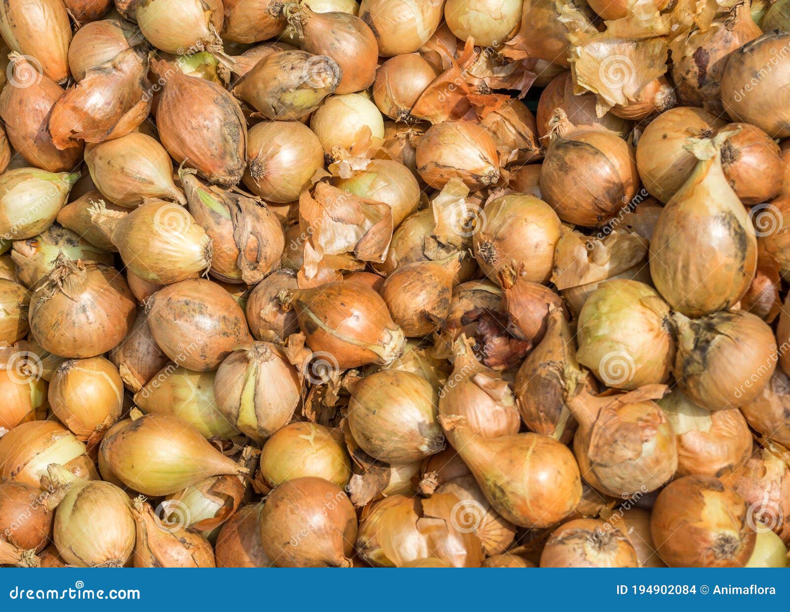 Onion Texture Stock Image | CartoonDealer.com #30125689