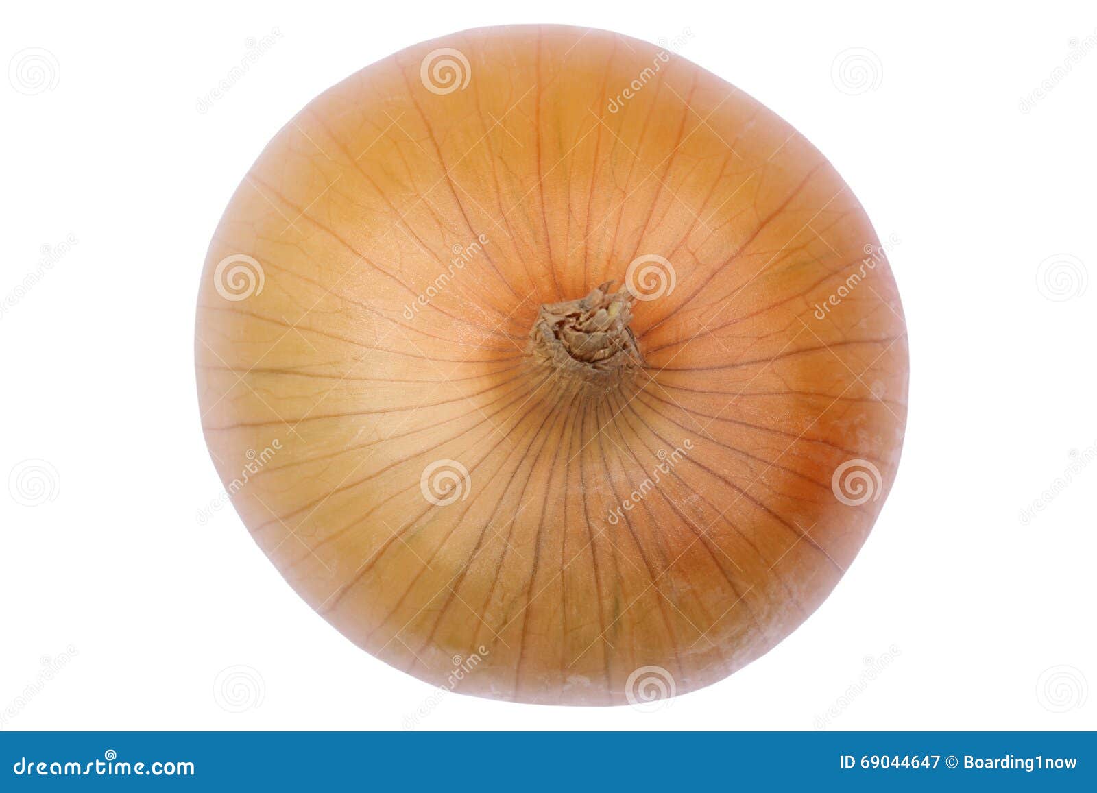 190,089 Onion Top View Stock Photos - Free & Royalty-Free Stock Photos ...