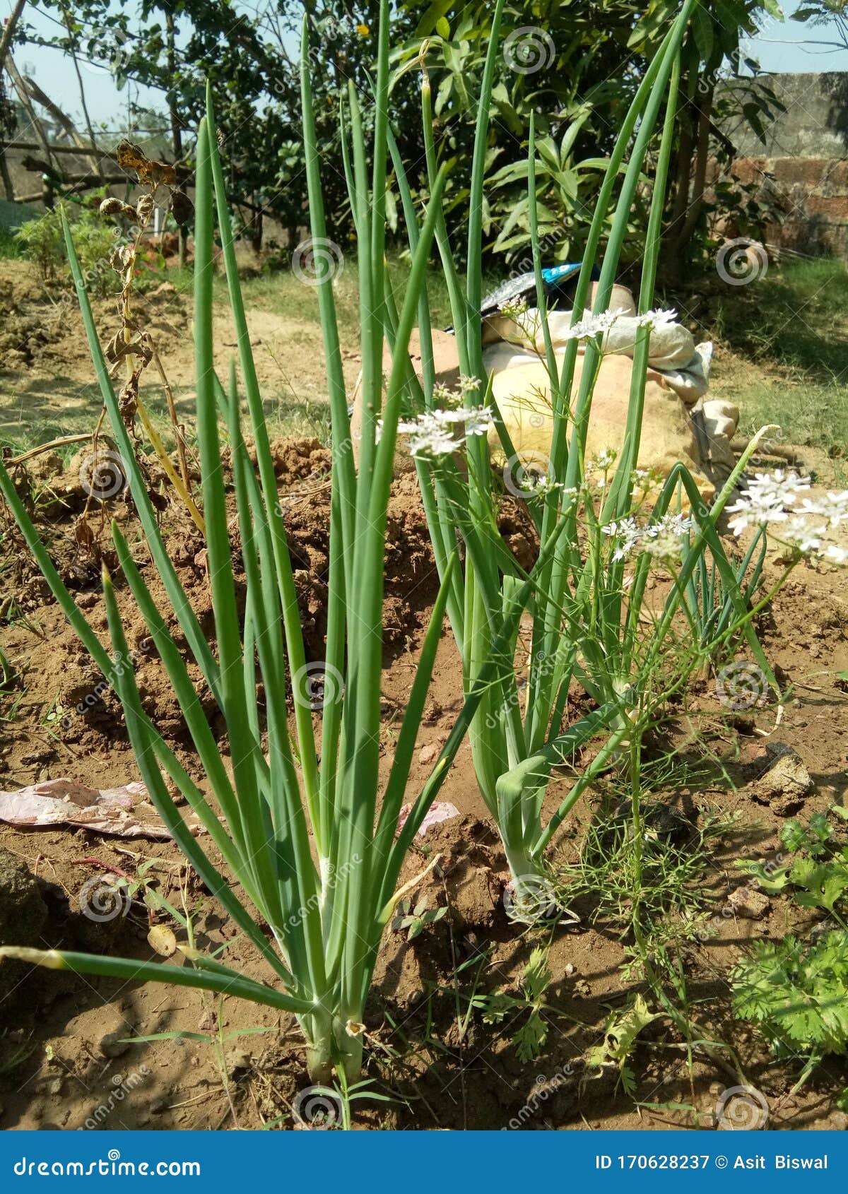 Onion Tree As Abeautiful Triee .. Stock Image - Image of wrong, rose ...