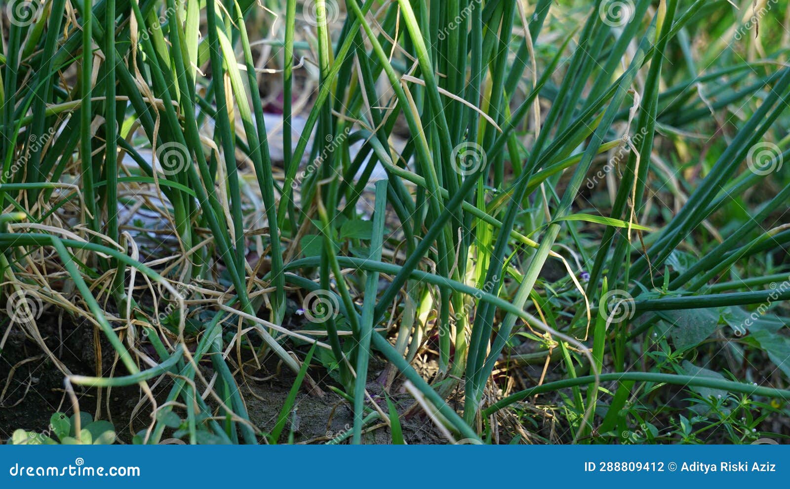 Onion Tree on the Field with Green Leaves Stock Photo - Image of ...