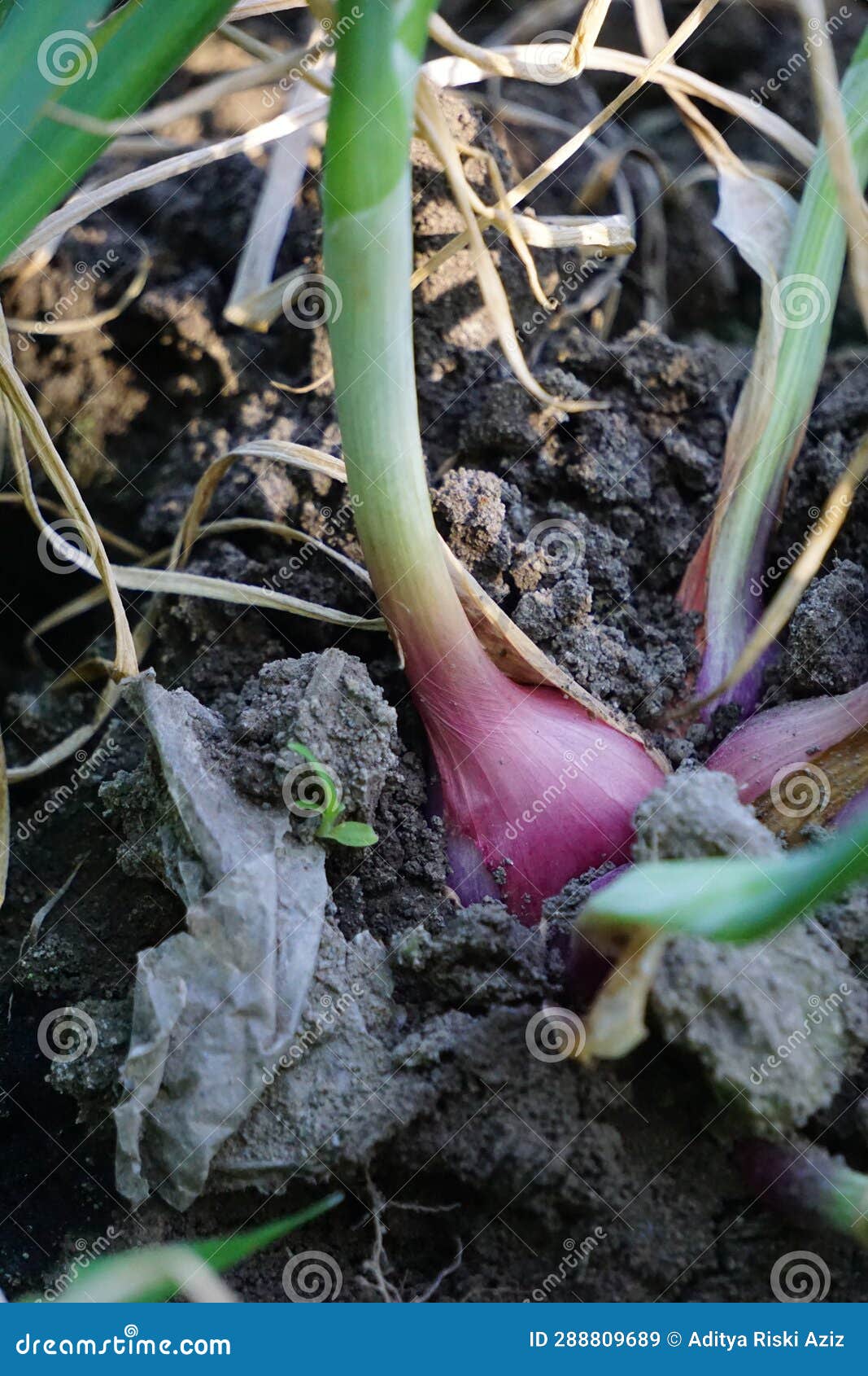Onion Tree on the Field with Green Leaves Stock Image - Image of gold ...