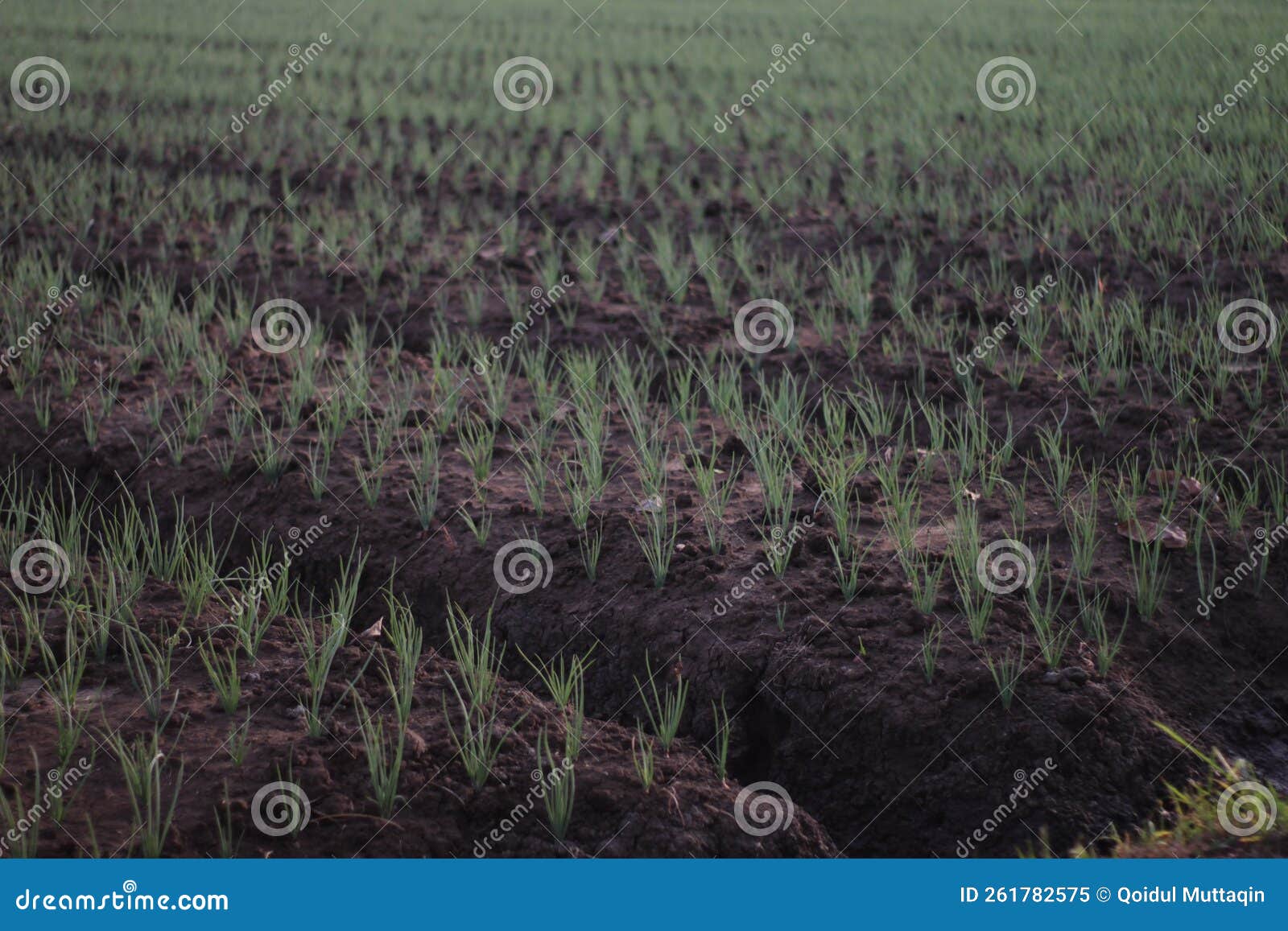 Onion Tree that is in the Process of Growing Stock Image - Image of ...