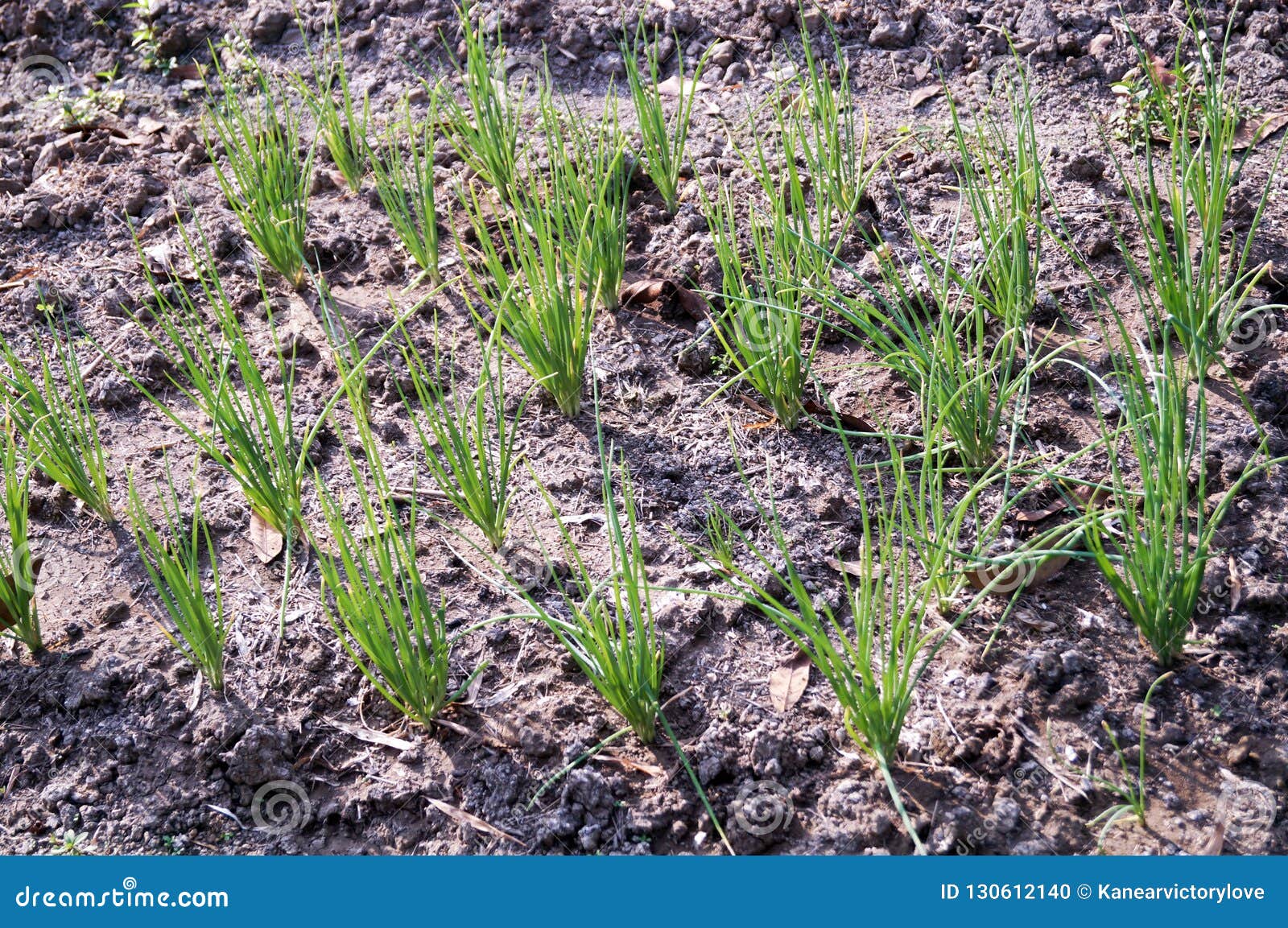 The onion tree in garden. stock photo. Image of grow - 130612140