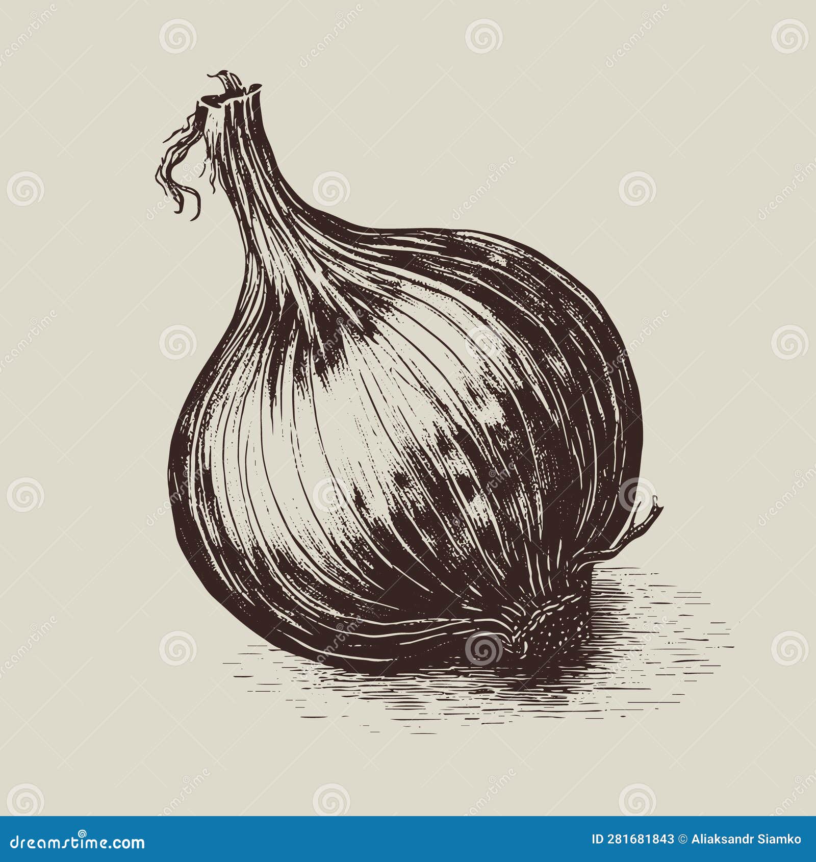 Onion Vector Drawing. Isolated Hand Drawn, Engraved Style Illustration ...