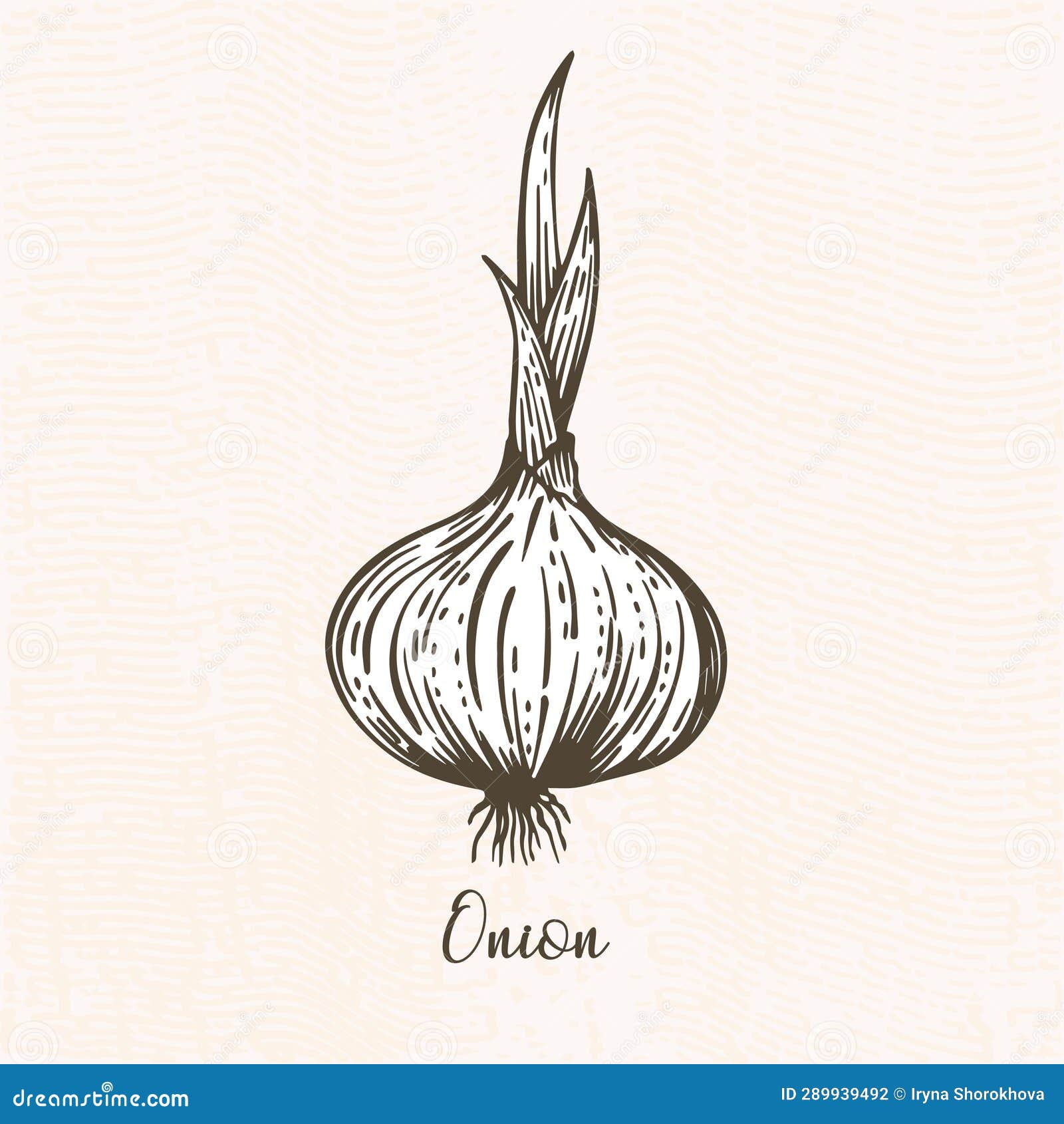 Onion vector illustration stock vector. Illustration of organic - 289939492