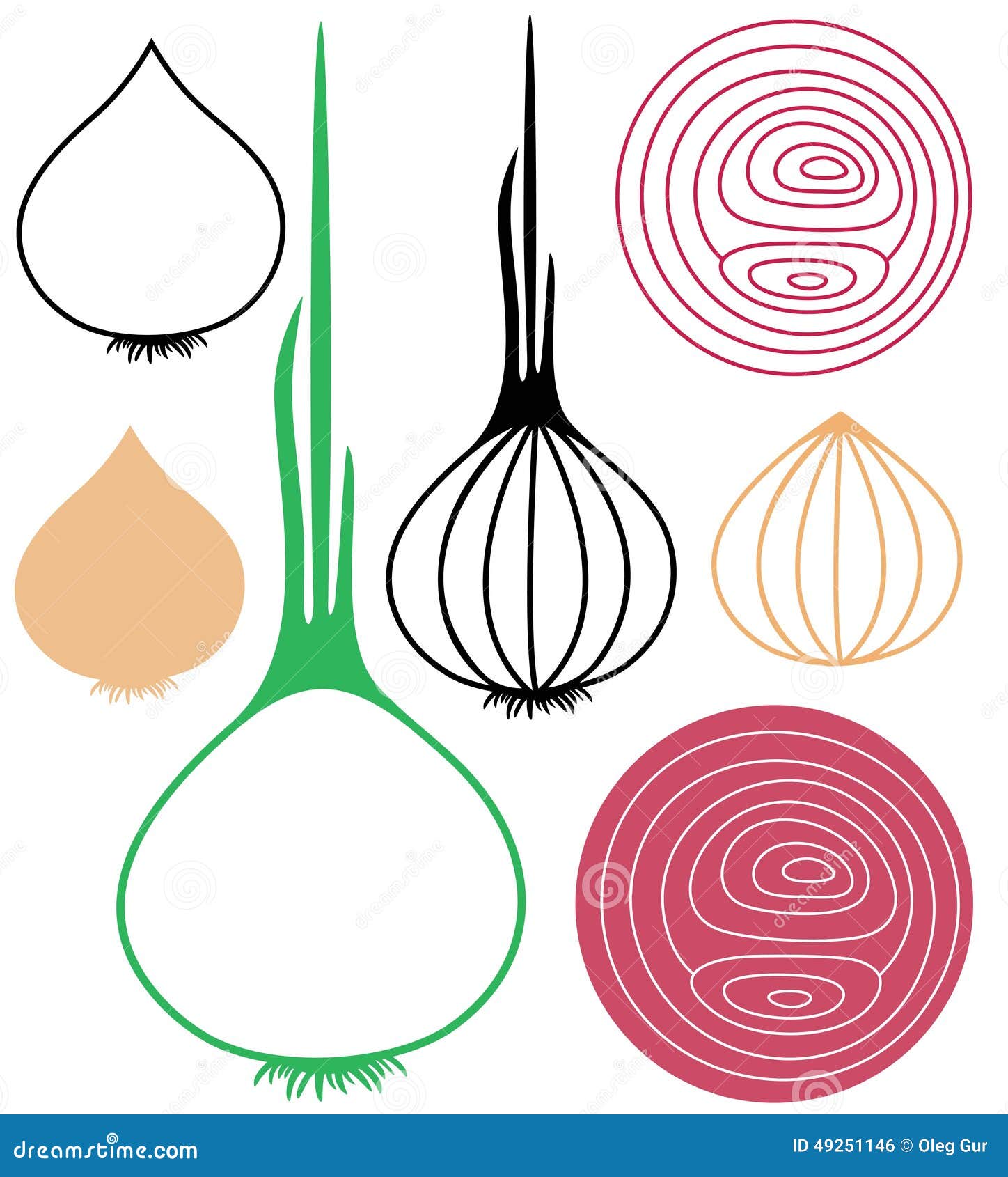 Onion stock vector. Illustration of isolated, burgundy - 49251146