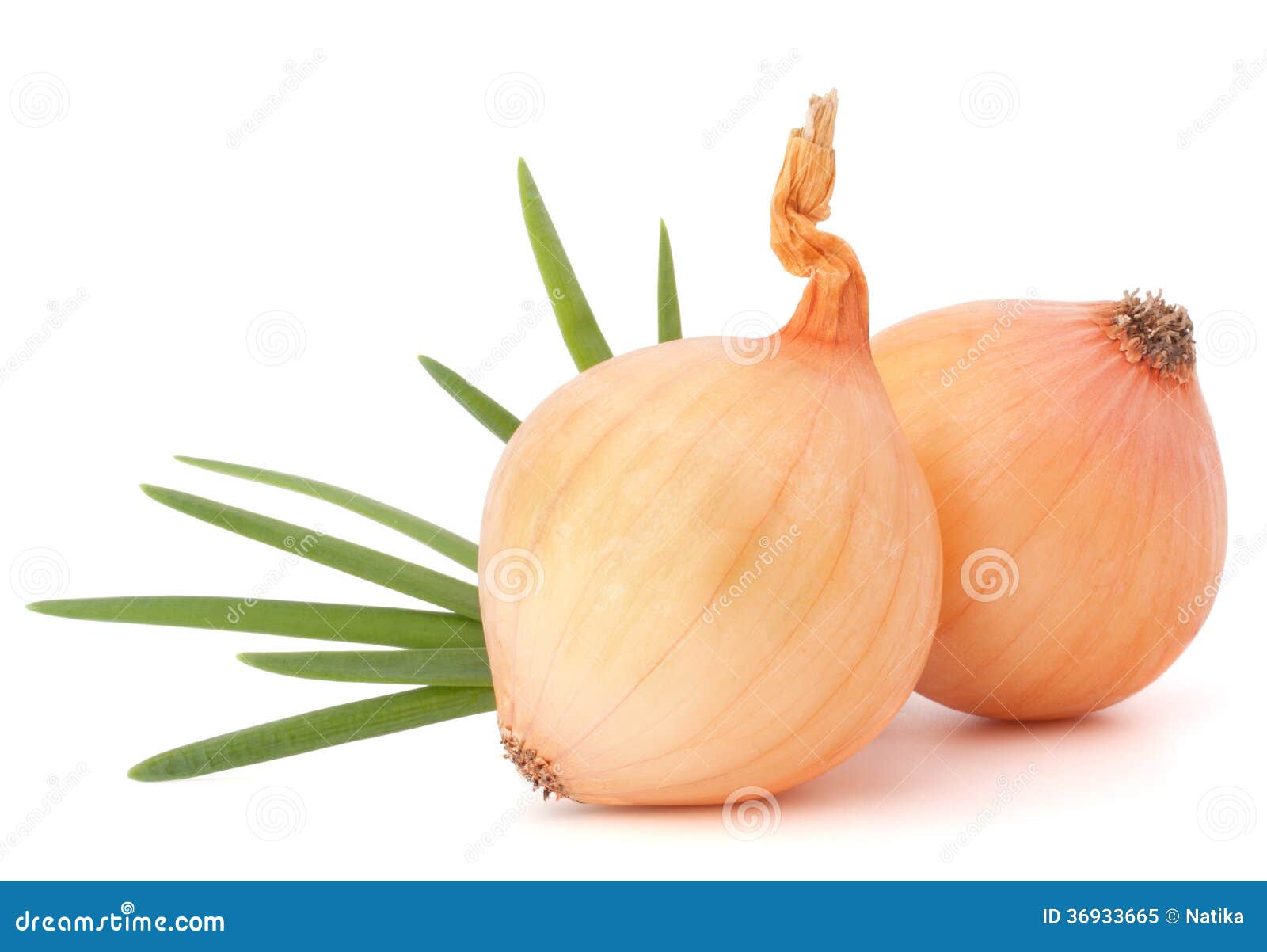Onion vegetable stock image. Image of green, glossy, pair - 36933665