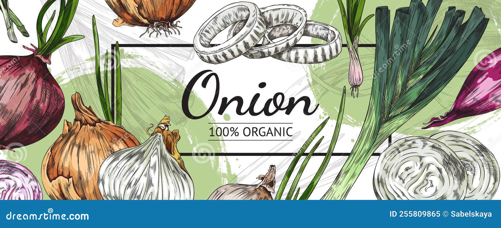 Onion Veggie Banner or Label for Packaging Template Sketch Vector ...