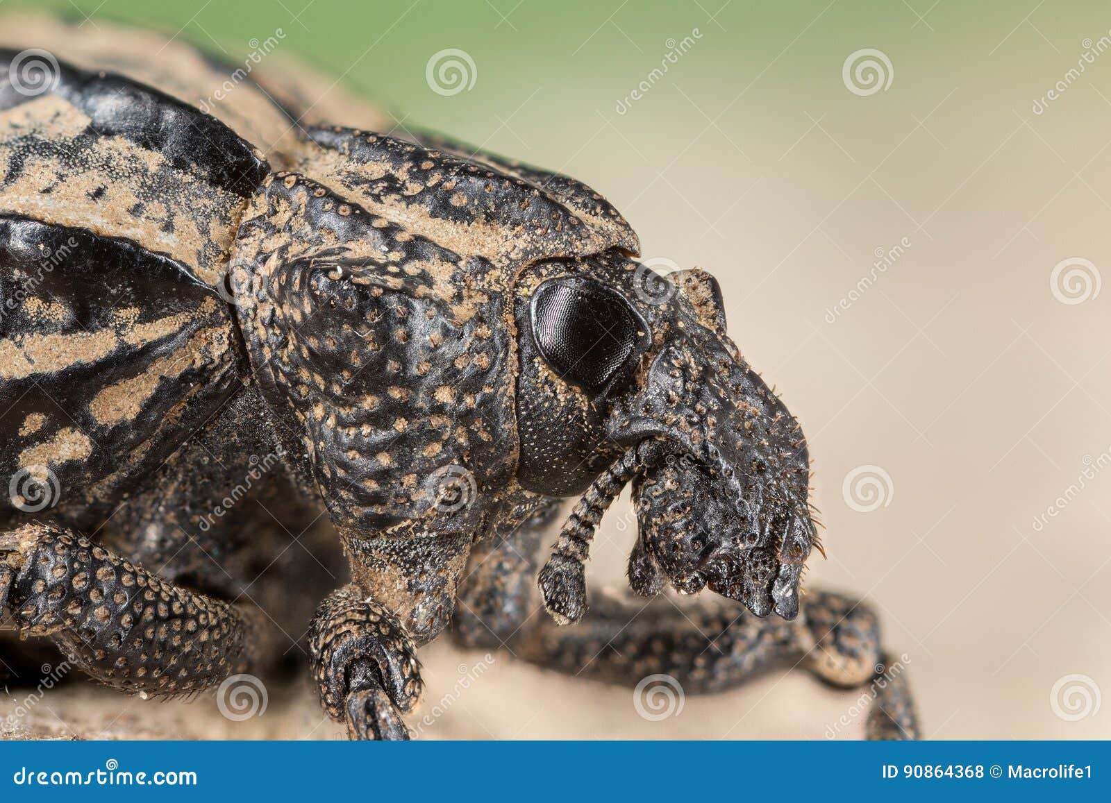 Onion weevil bug stock photo. Image of animal, coleoptera - 90864368