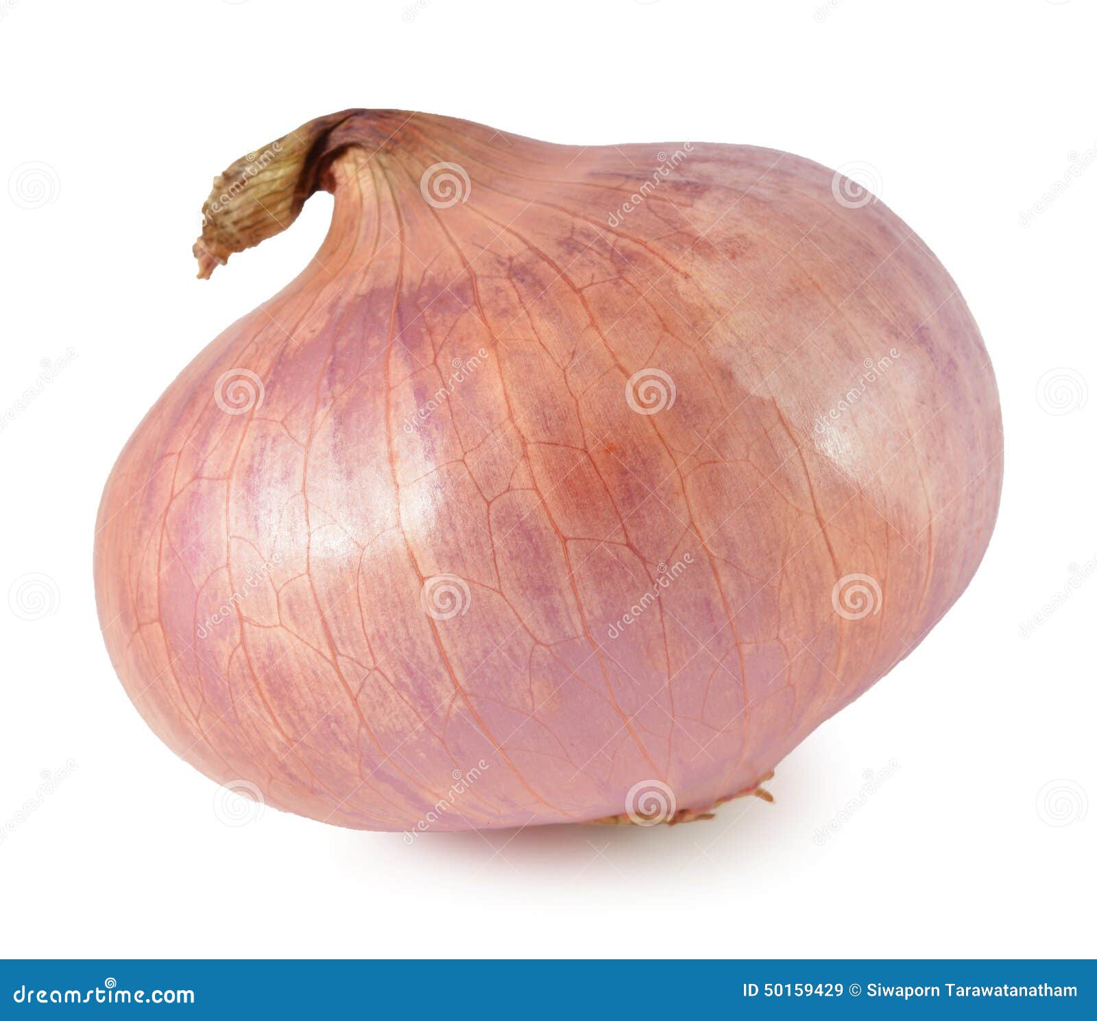 Onion on white background stock image. Image of cuisine - 50159429