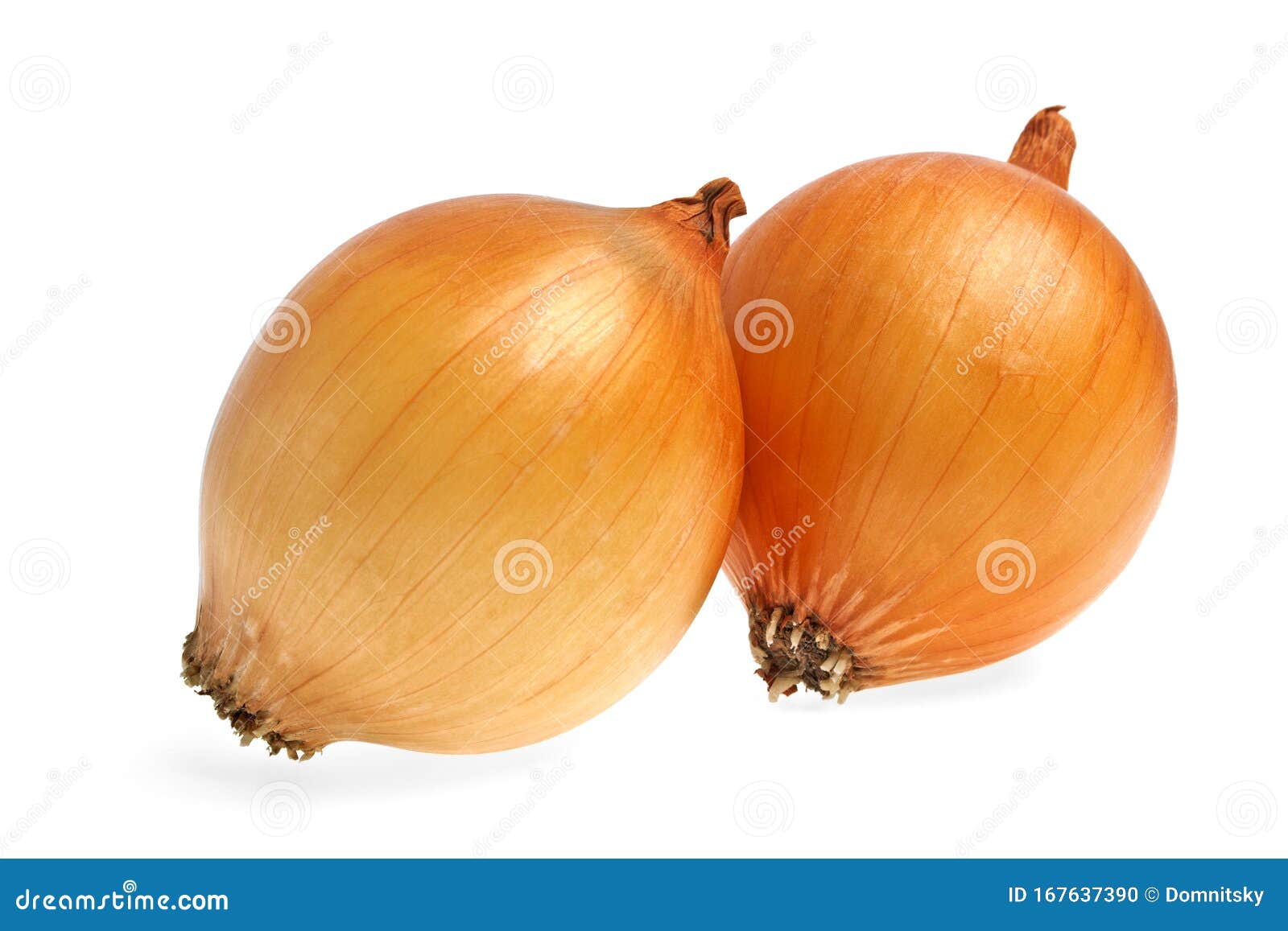 Onion on white background stock photo. Image of bulb - 167637390