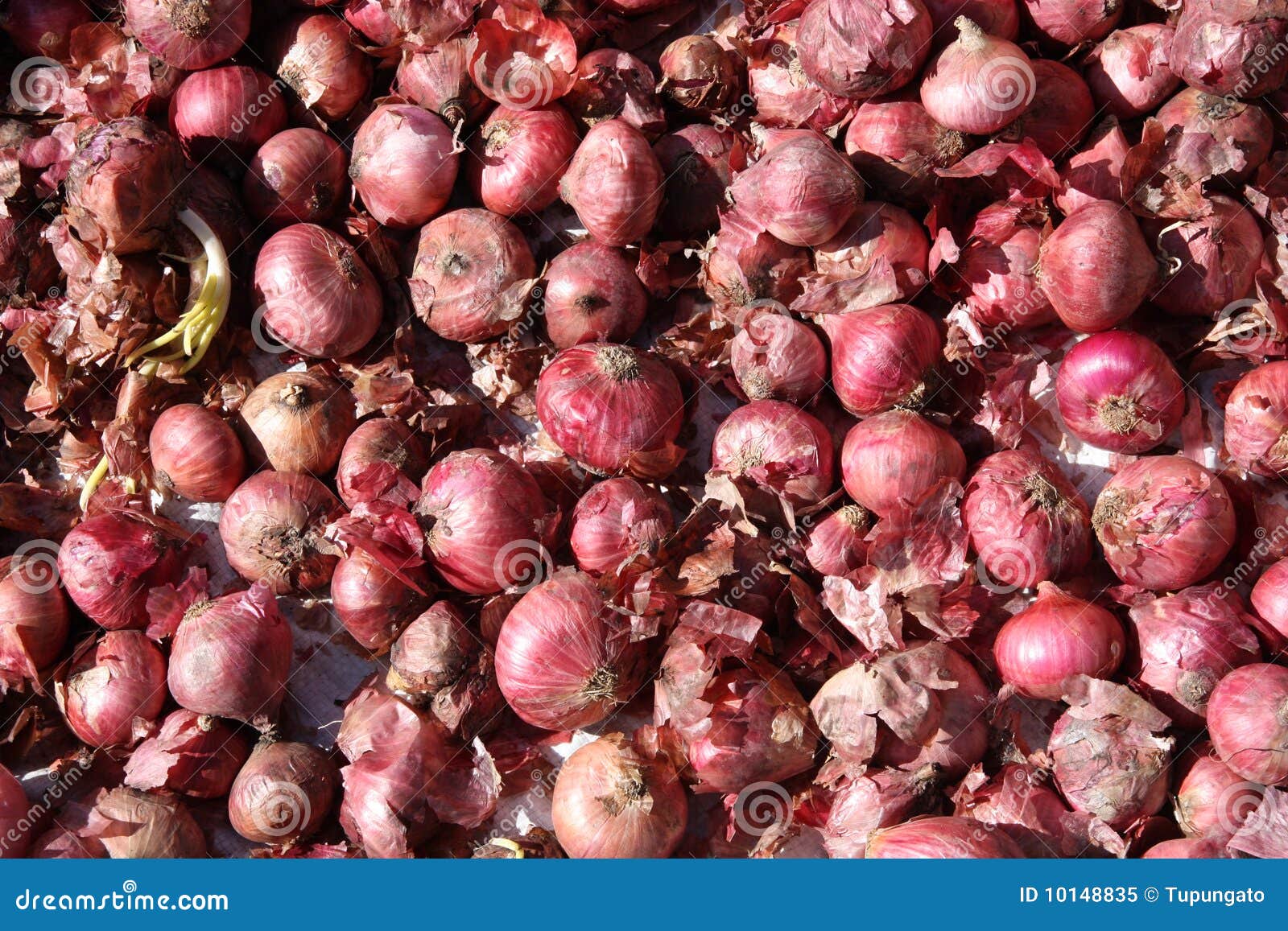 Onions stock image. Image of onion, produce, place, grocer - 10148835