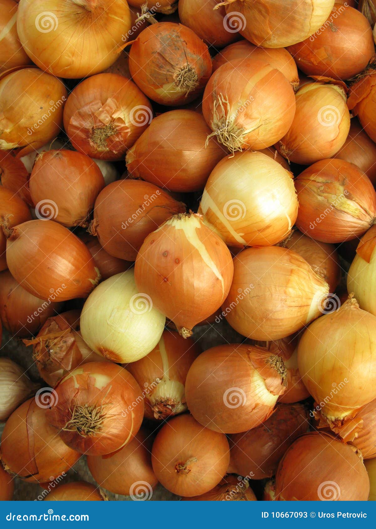 Onions stock image. Image of screen, market, fresh, salad - 10667093