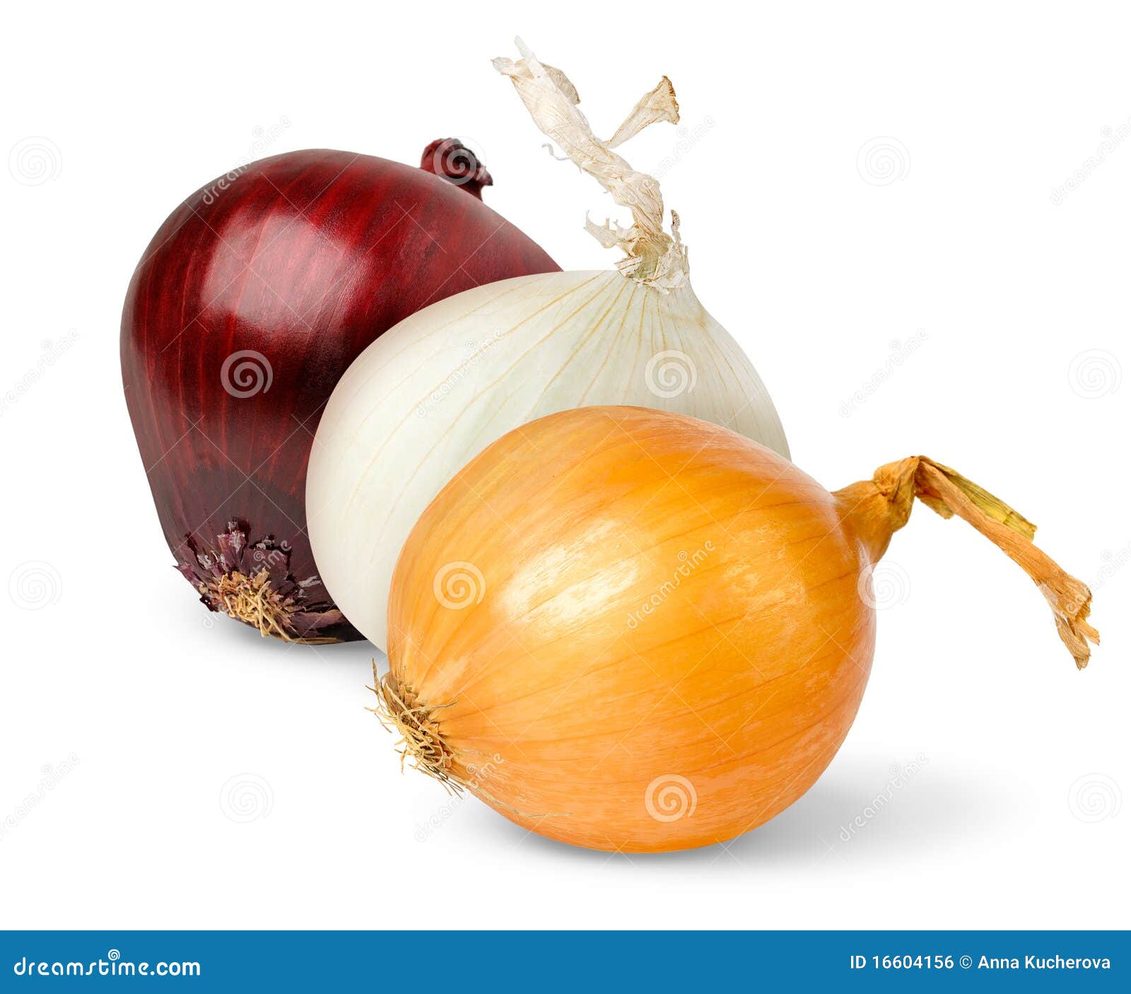 Isolated onions stock photo. Image of macro, element - 16604156