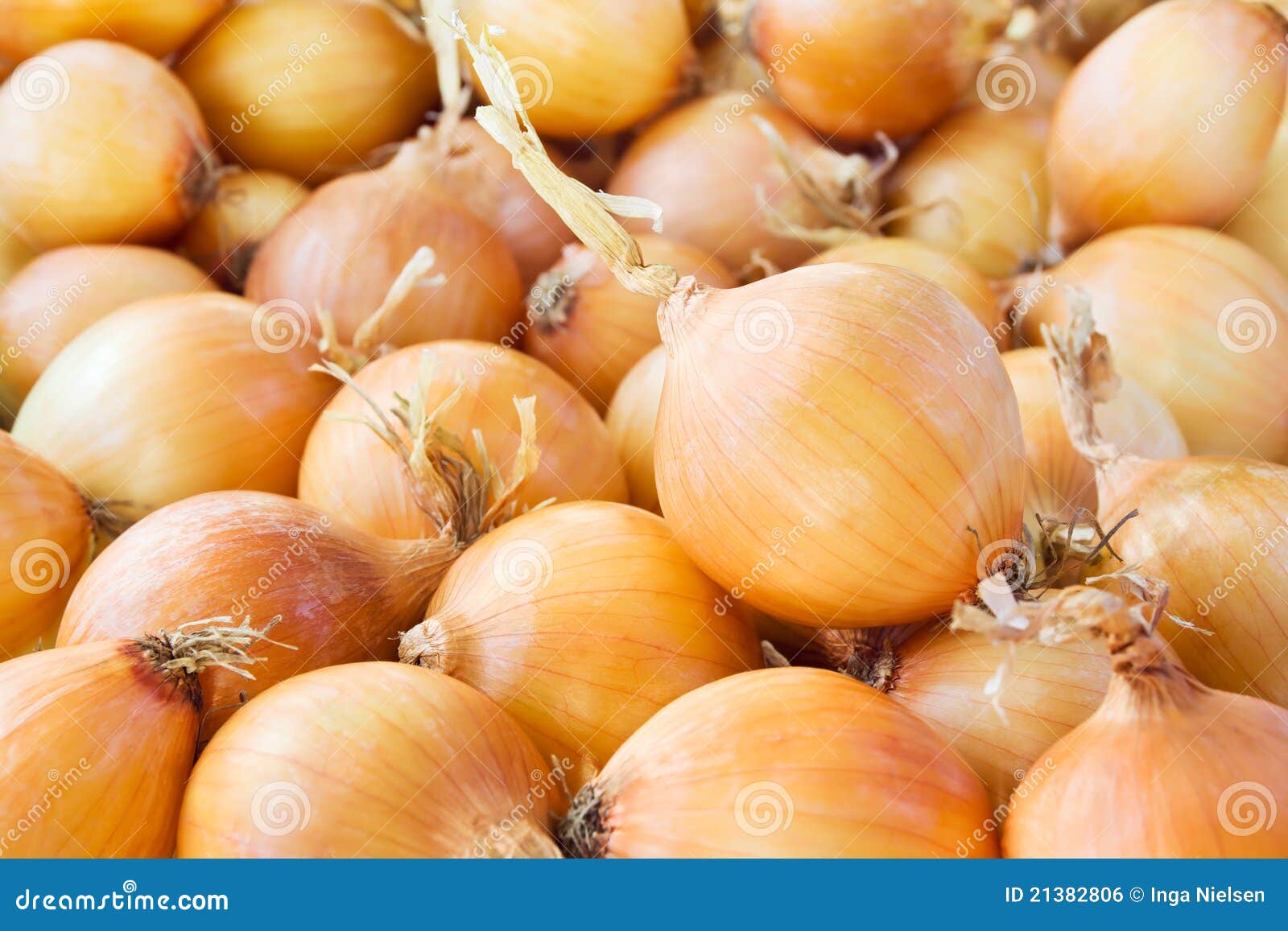 Onions stock photo. Image of heap, fresh, food, vegetable - 21382806