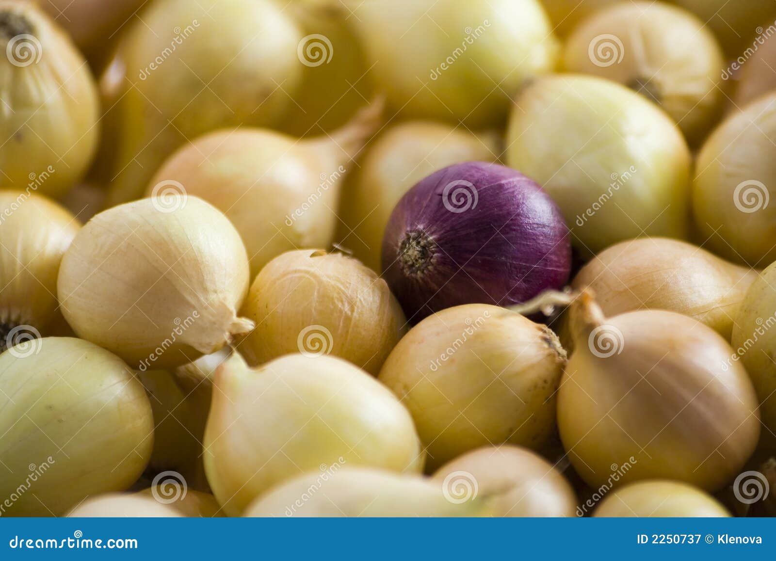 2,623 Single Onions Stock Photos - Free & Royalty-Free Stock Photos ...