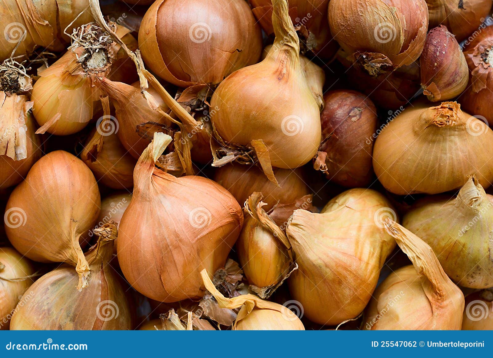 Onions stock photo. Image of organic, onion, healthy - 25547062