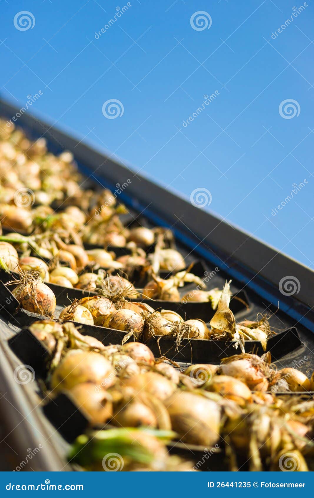 Onion Conveyor Belt Stock Photos - Free & Royalty-Free Stock Photos ...