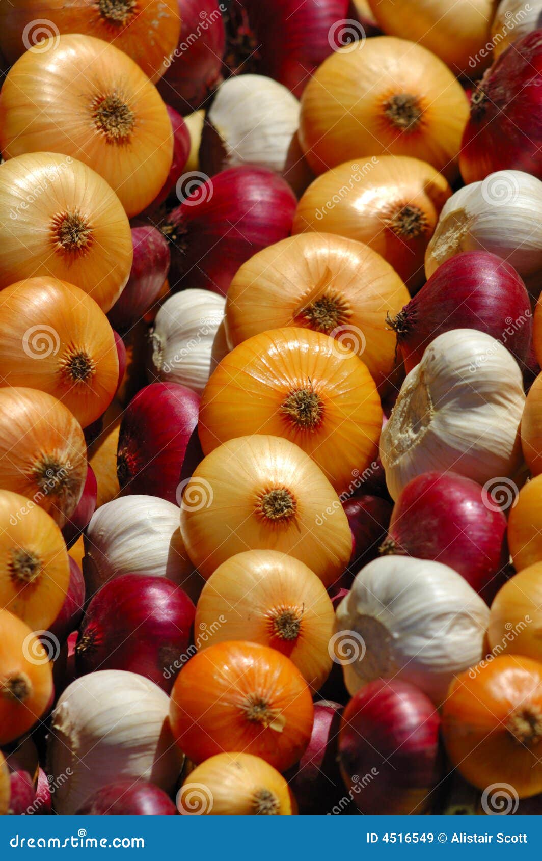 Onions stock image. Image of healthy, onion, background - 4516549
