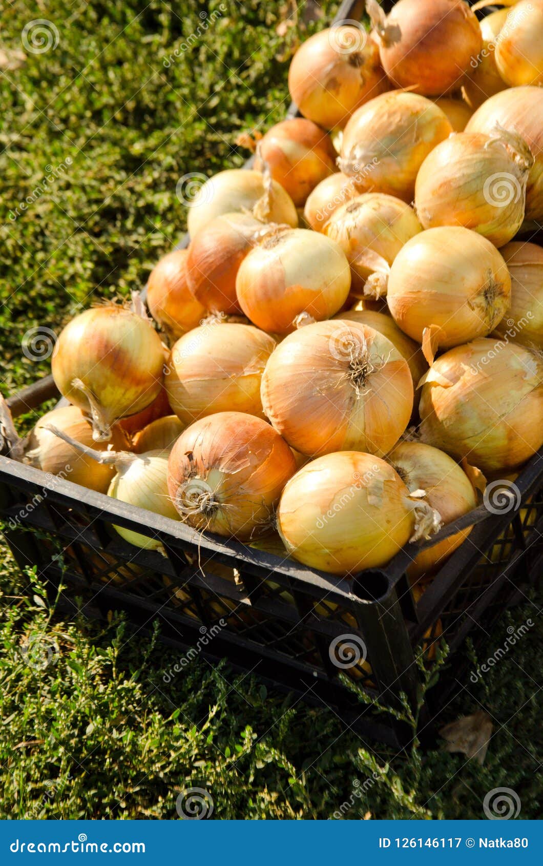 Onions in the box stock image. Image of cooking, closeup - 126146117