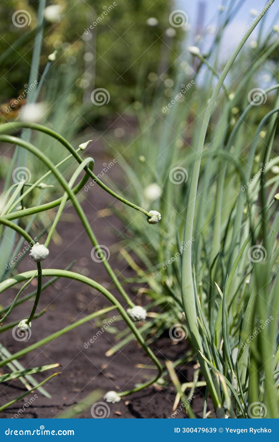 Onions with Bud on a Stalk of Plant Stock Image - Image of long, season ...