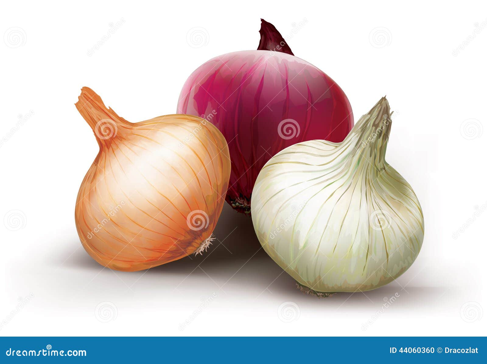 Onions of different colors stock vector. Illustration of bulb - 44060360