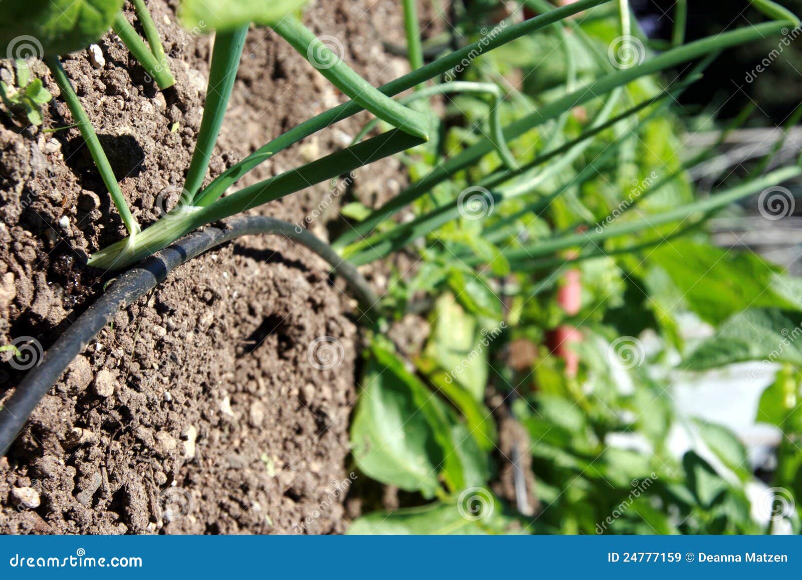 Onions and drip irrigation stock image. Image of vegetable - 24777159