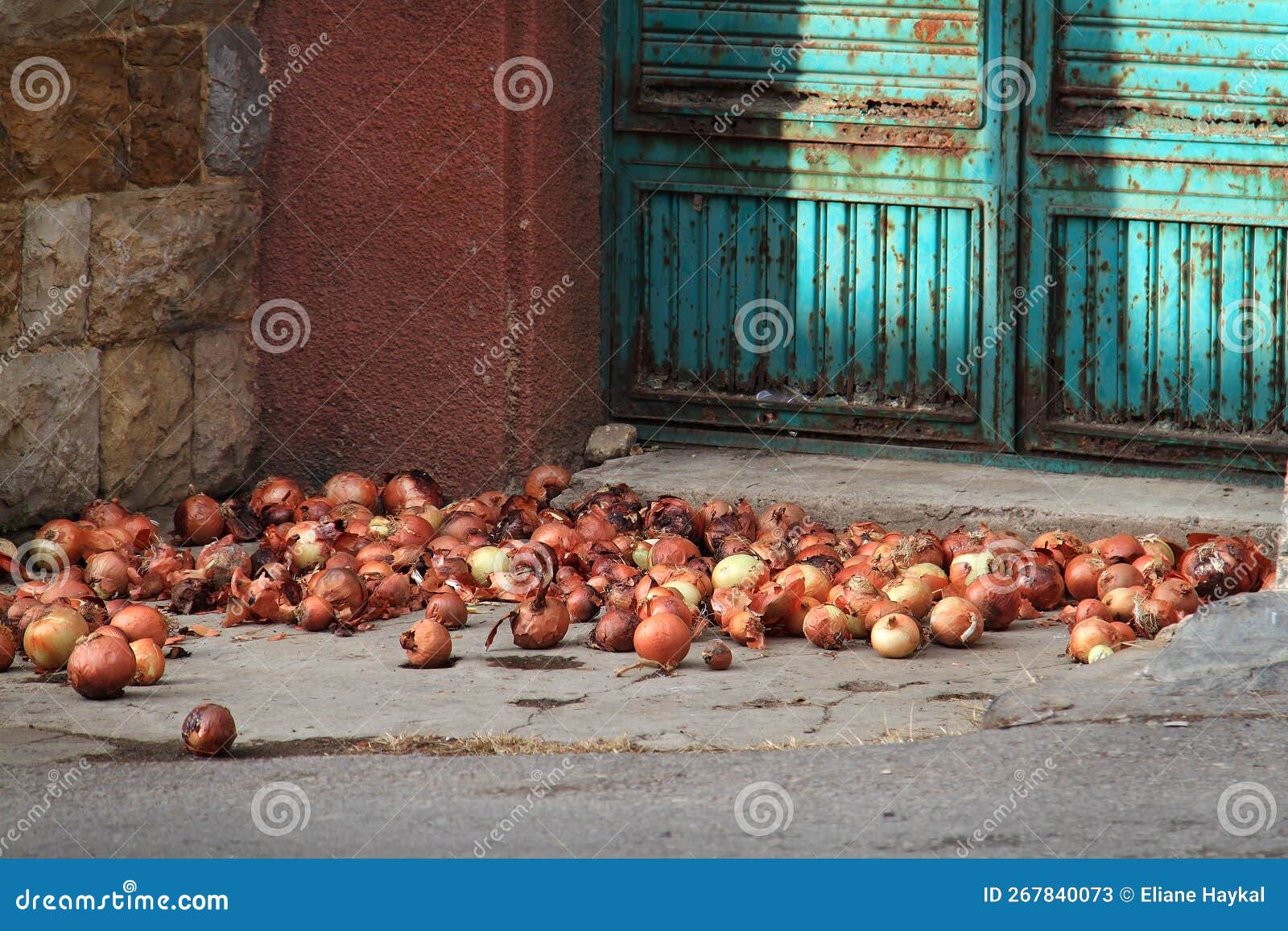 Onions Drying on Ground stock image. Image of cultivated - 267840073