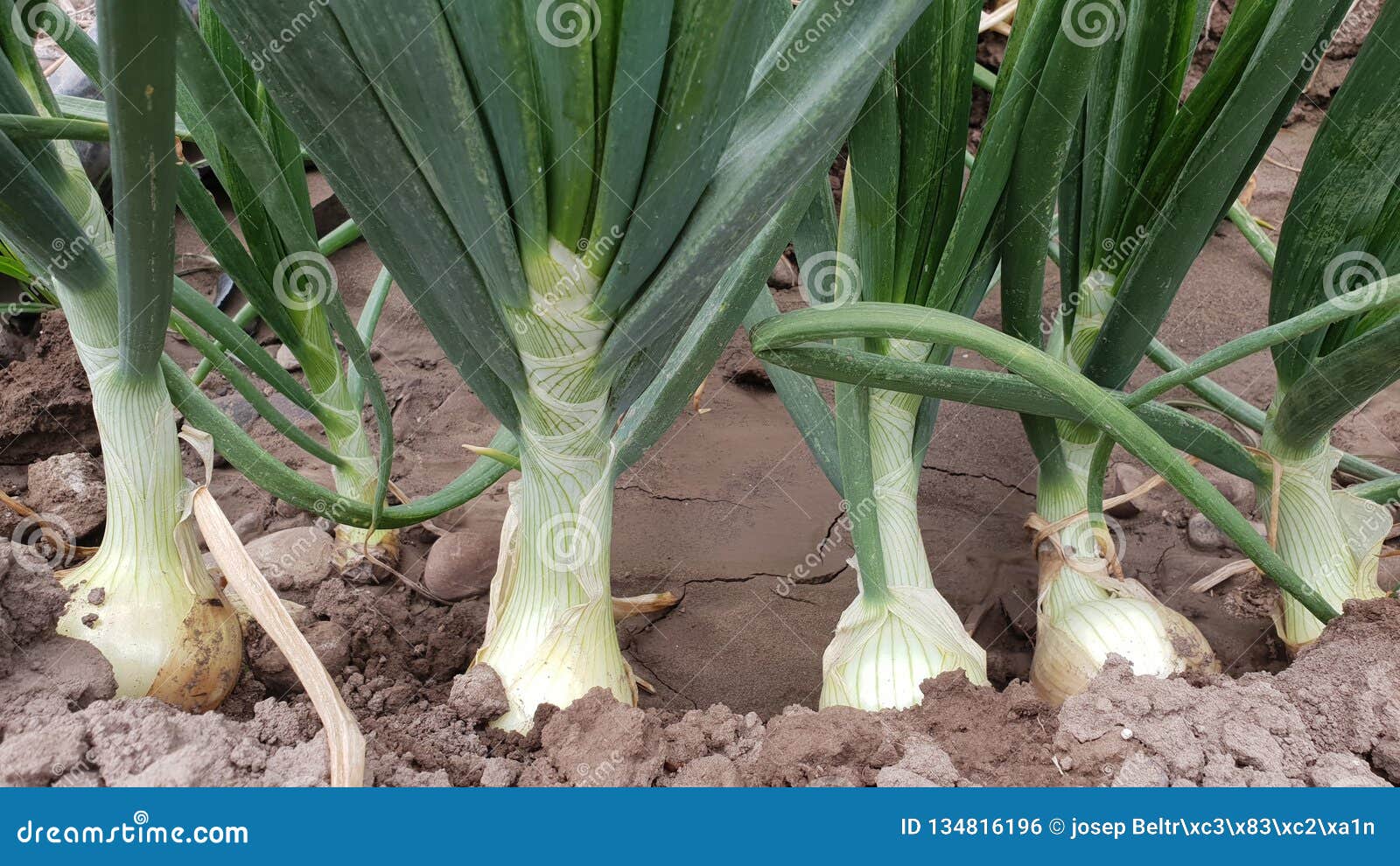 Onions field stock photo. Image of field, capture, crops - 134816196