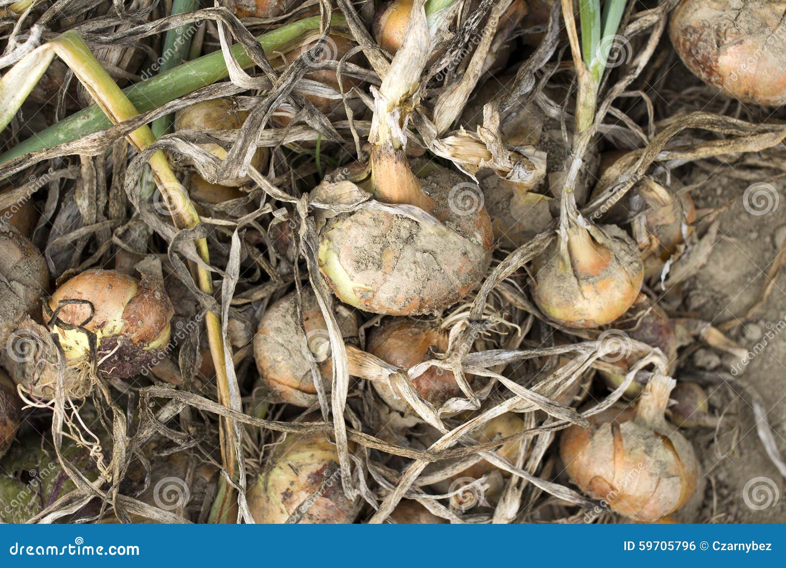 Onions in a field stock photo. Image of plant, organic - 59705796