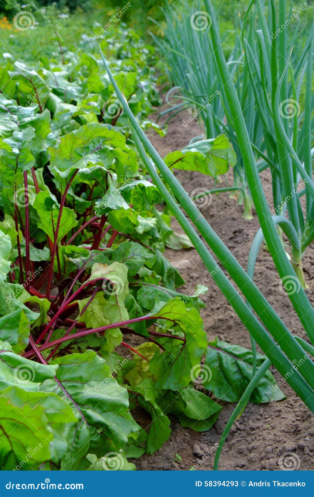 Onions and garden Beets stock image. Image of green, earth - 58394293
