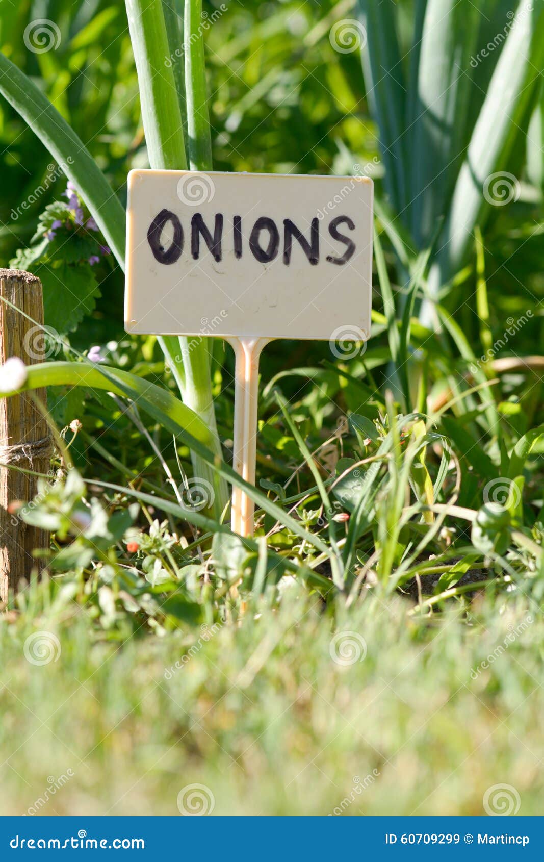 Onions garden label stock image. Image of marker, plastic - 60709299