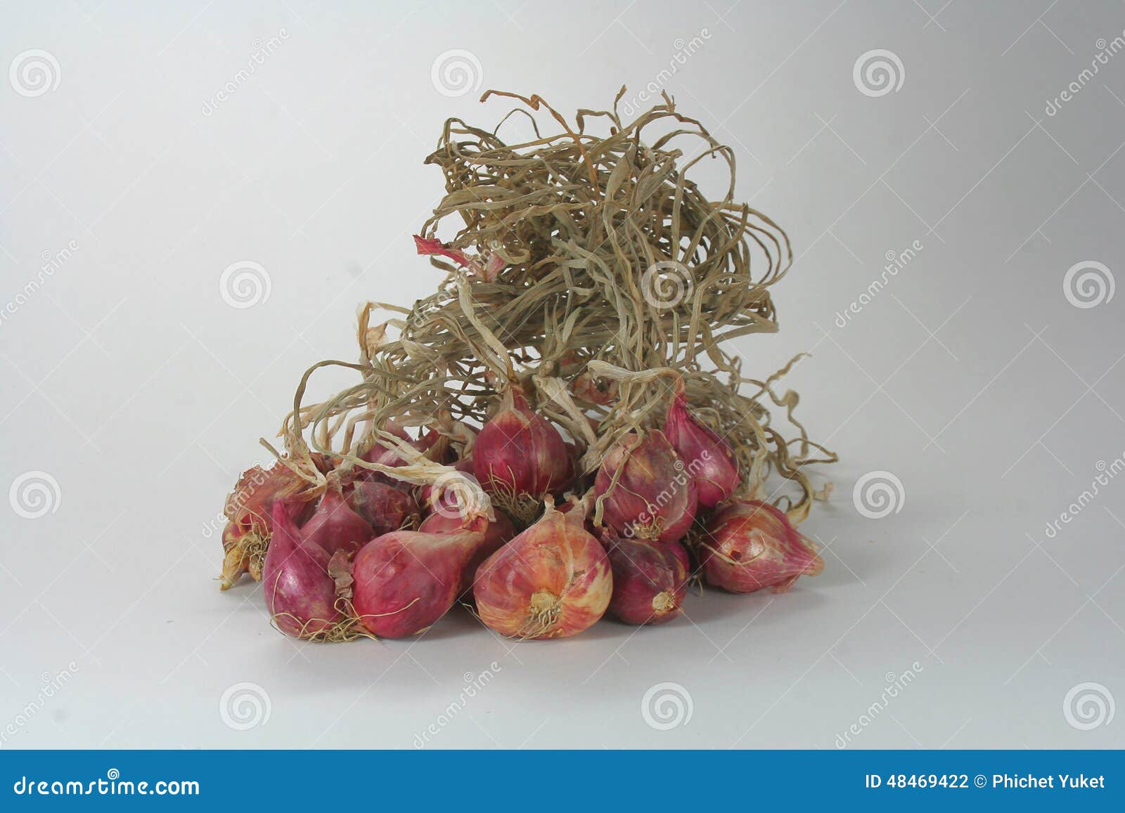 Onions stock photo. Image of garnish, onions, spices - 48469422