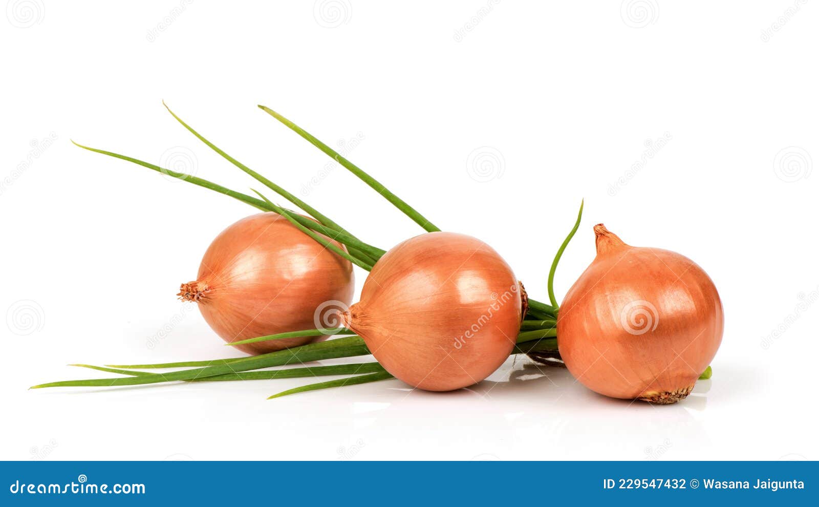 Green Shallot Growth In FarmlandAllium Ascalonicum,vegetable G Royalty ...