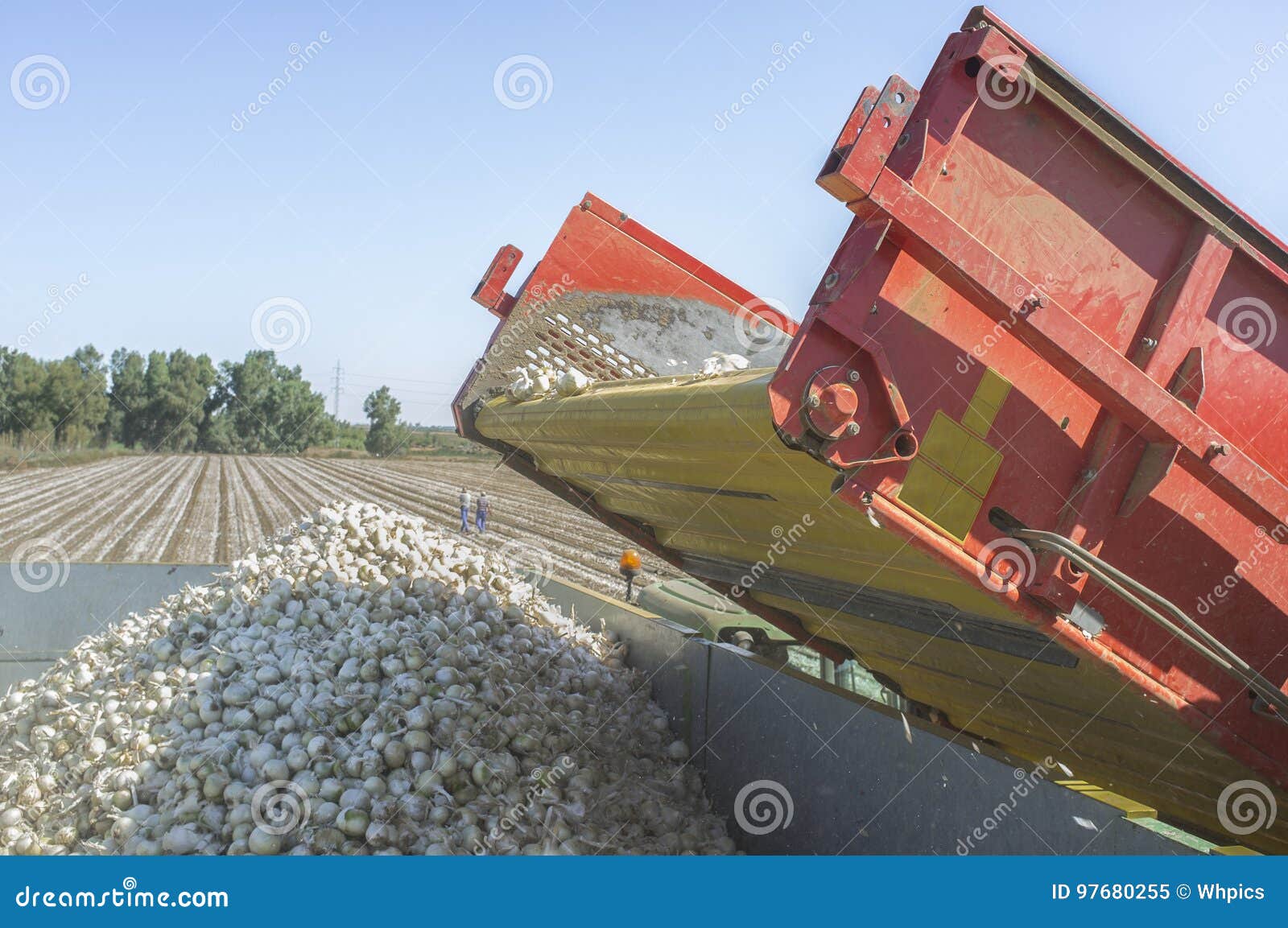 Onions Harvester at Work. Machine Loading Truck Stock Image - Image of ...
