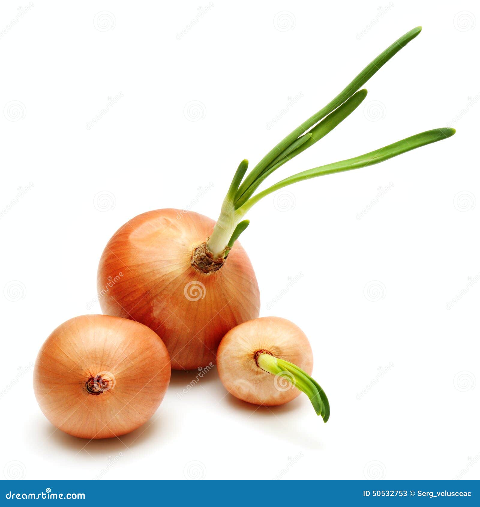 Onions stock image. Image of gardening, freshness, healthy - 50532753