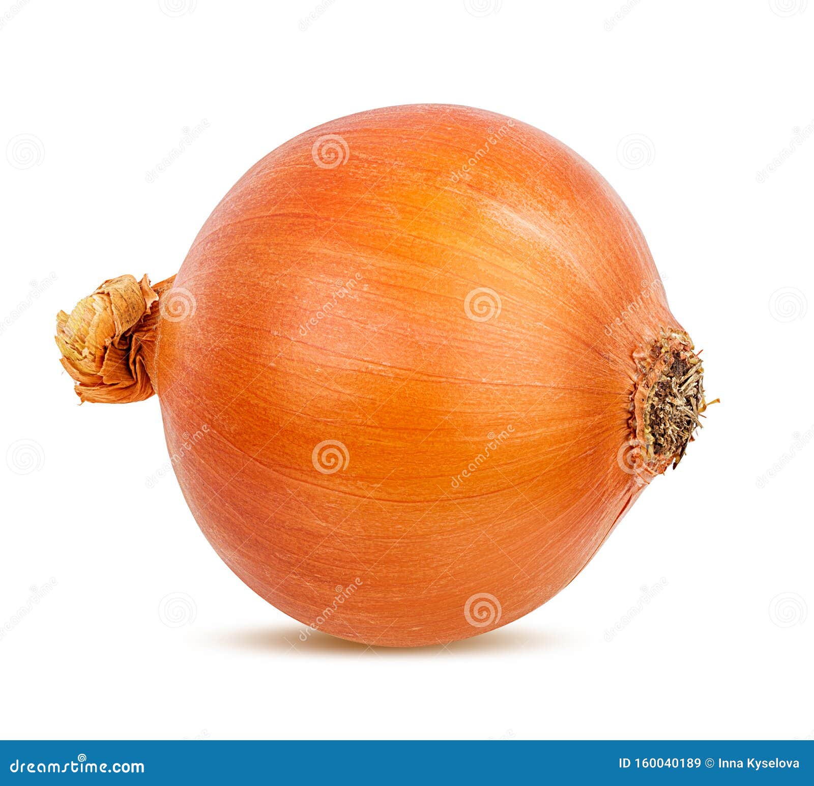 Onions isolated on white stock image. Image of closeup - 160040189