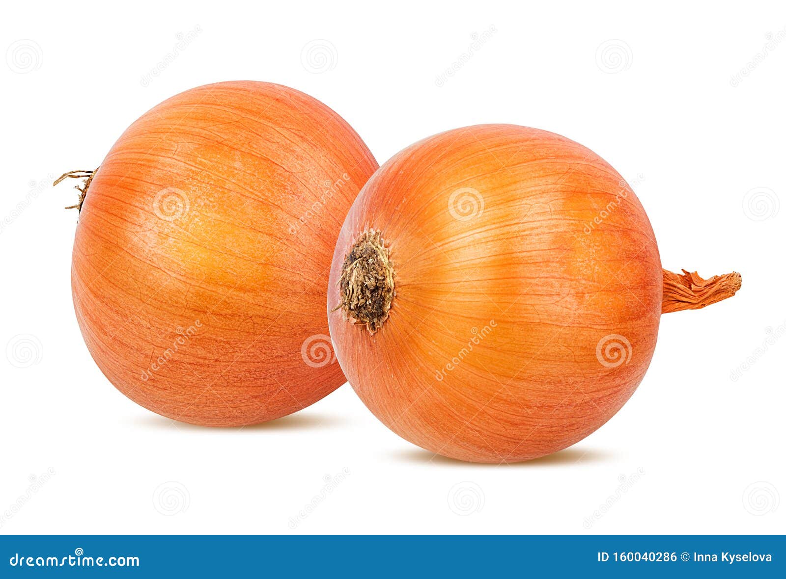Onions isolated on white stock photo. Image of gold - 160040286