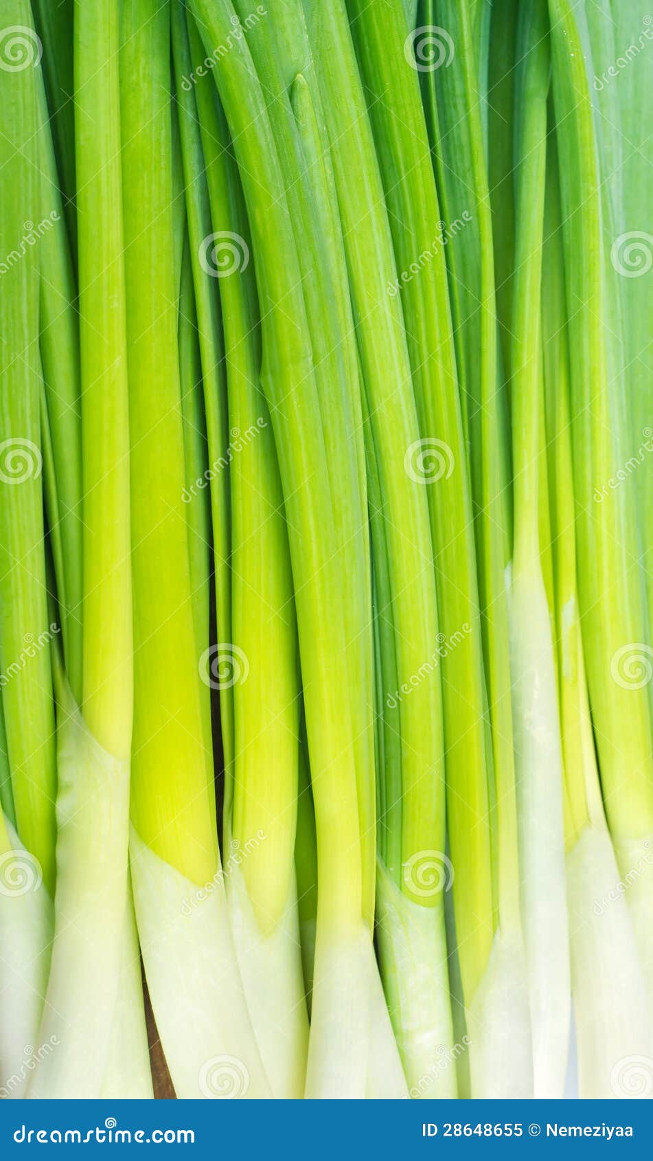 Onions napiform stock image. Image of green, group, onions - 28648655