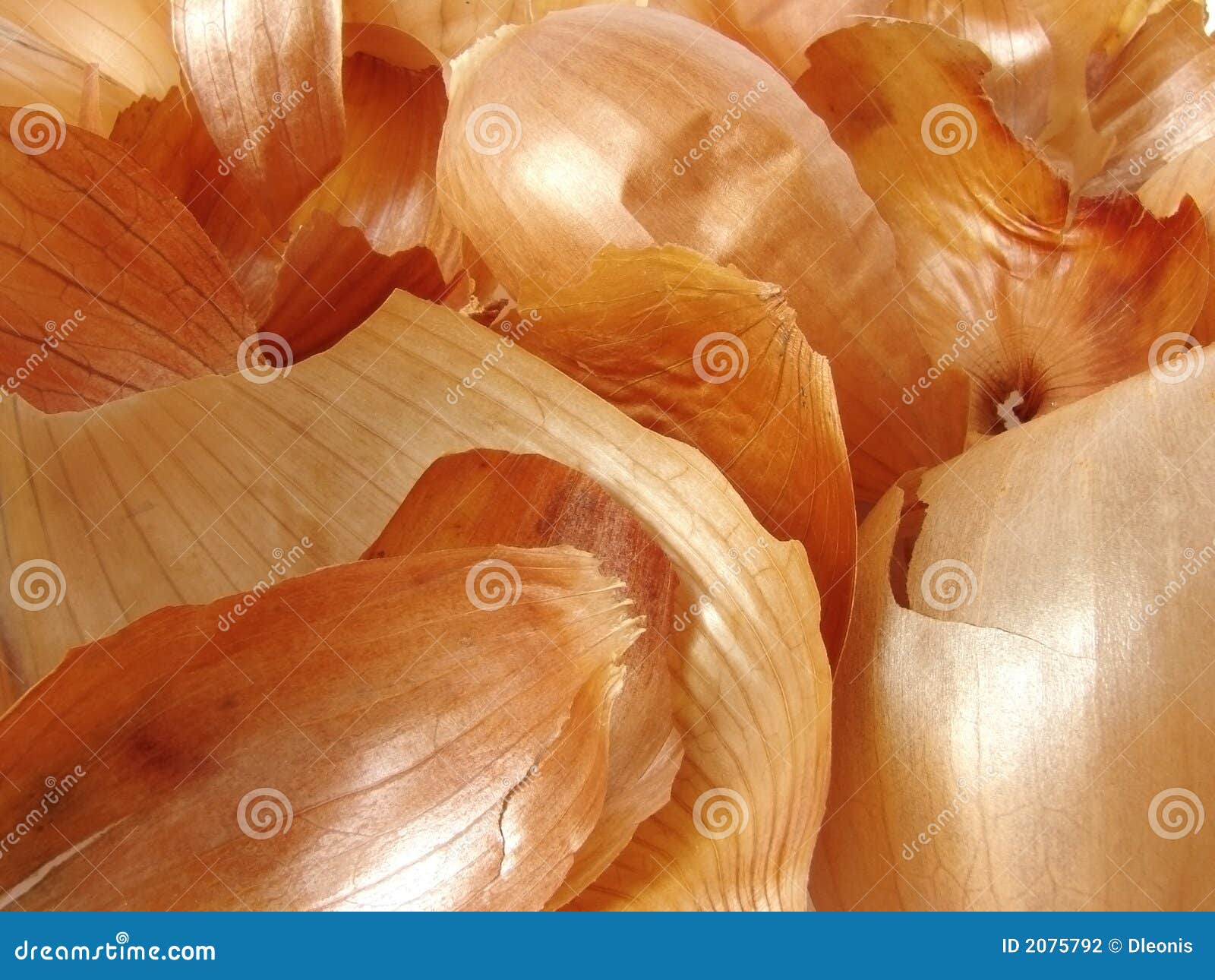 Onions peels stock photo. Image of cover, colorful, pattern - 2075792