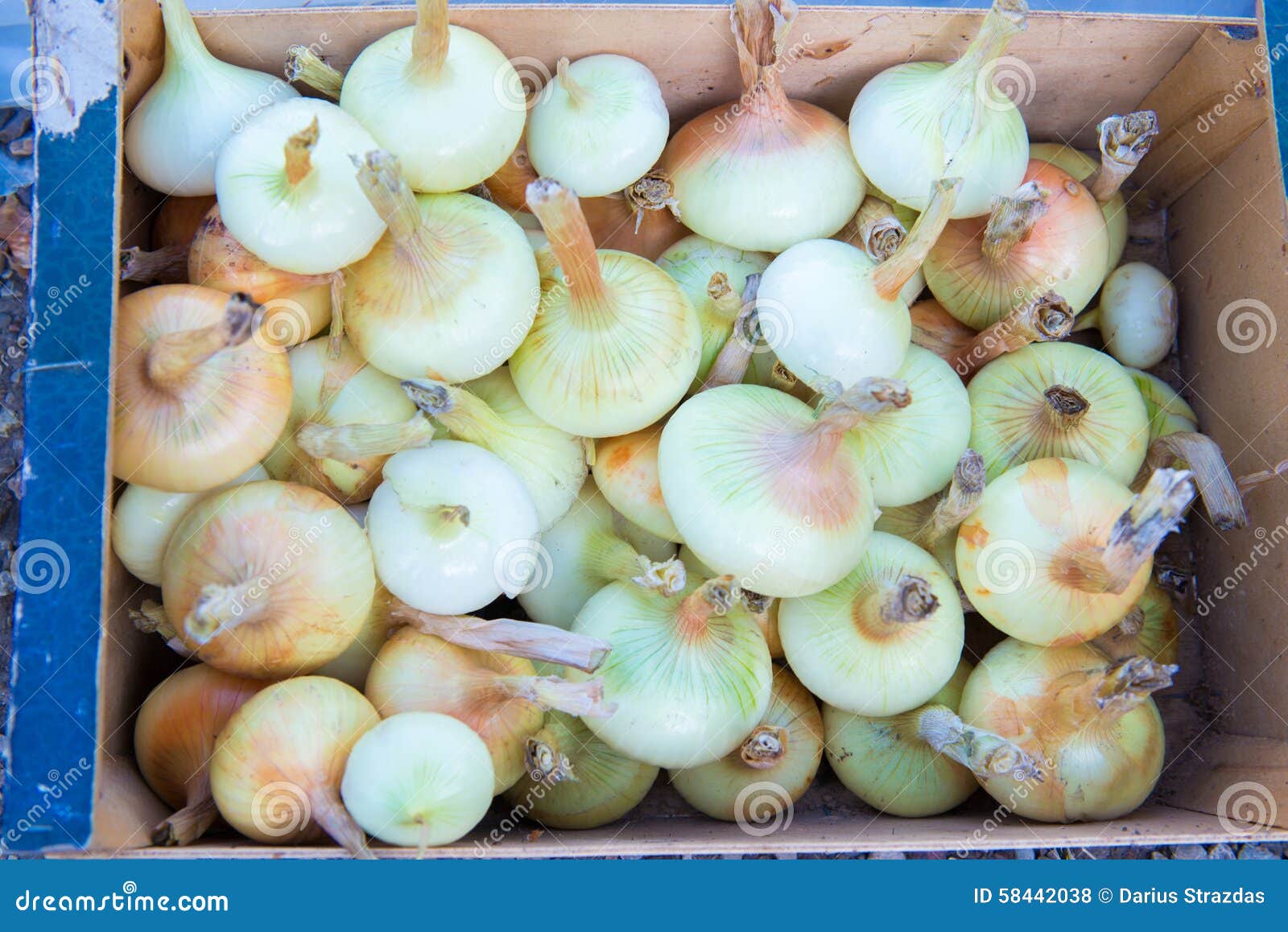 Onions stock photo. Image of ingredient, glossy, pile - 58442038