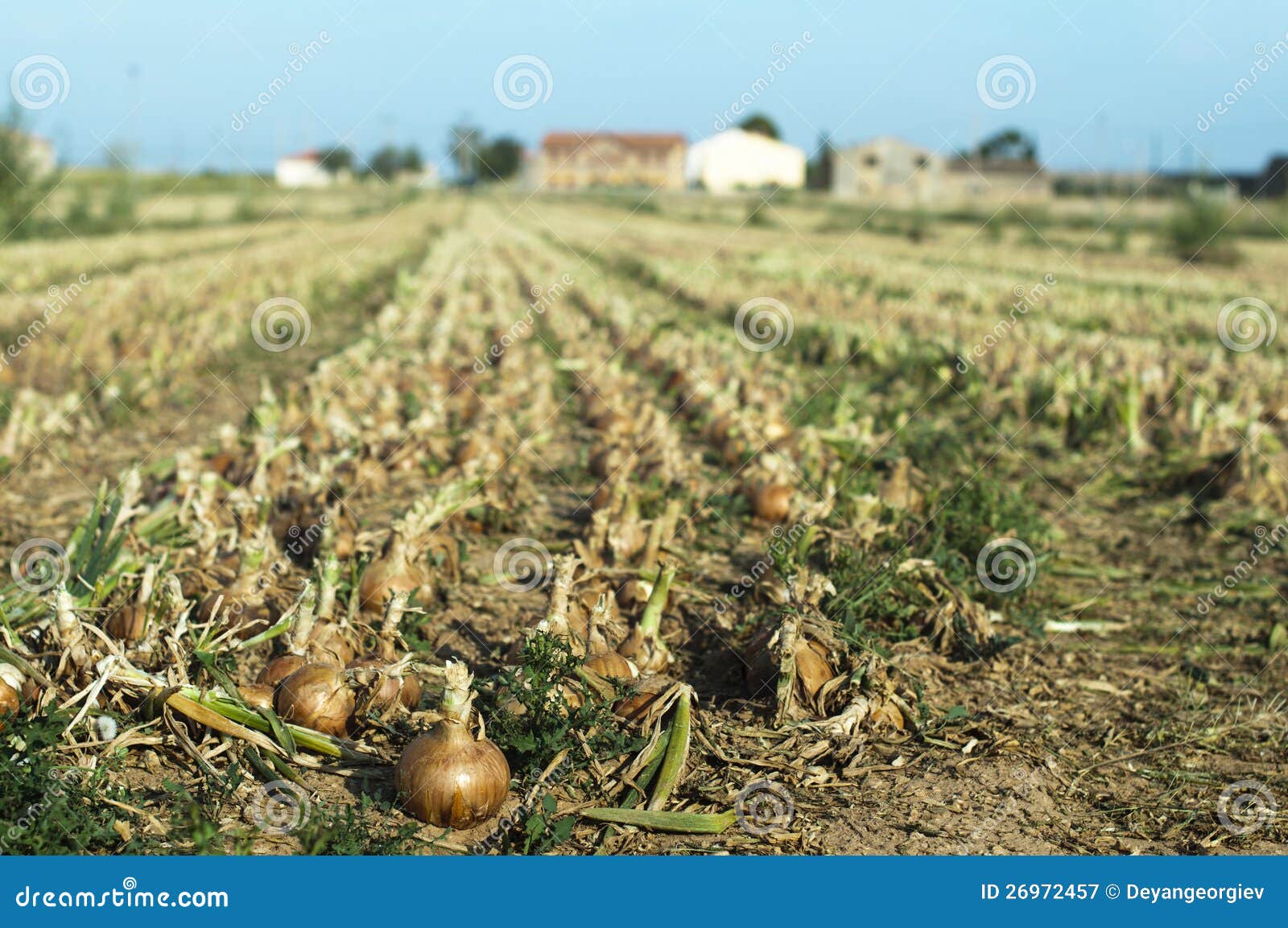 Onions plantation stock image. Image of herbal, healthy - 26972457