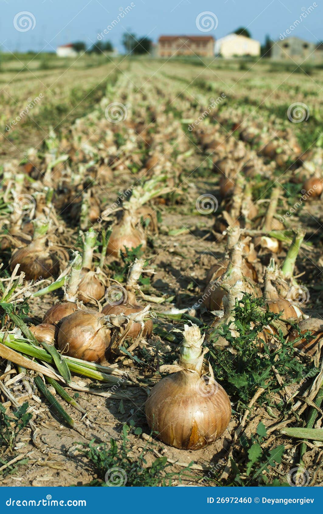 Onions plantation stock photo. Image of countryside, farming - 26972460