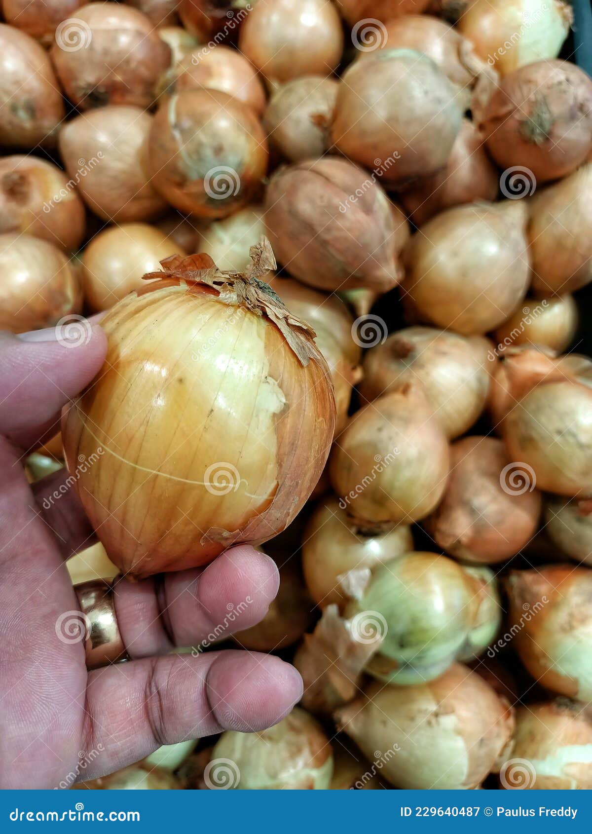Onions that are Ready To Be Processed Stock Image - Image of onion ...