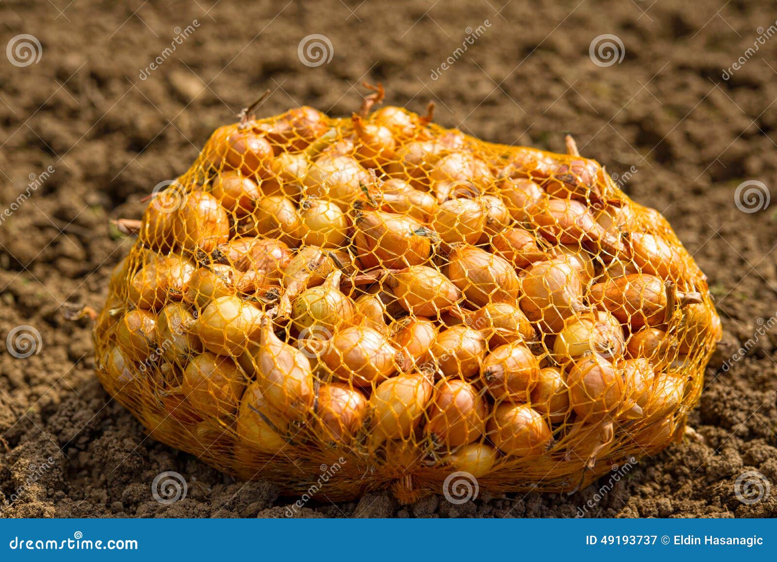 Onions in a Sack stock image. Image of agricultural, crops - 49193737