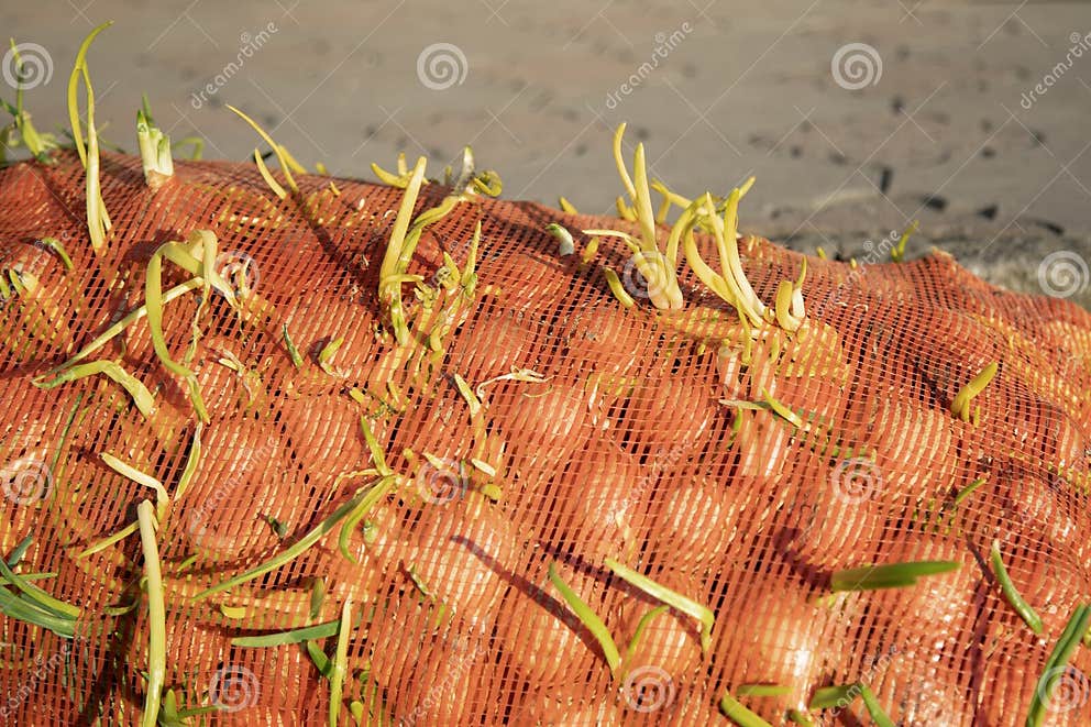 Onions Sprouted in Mesh Bag . Onion Storage Concept Stock Image - Image ...