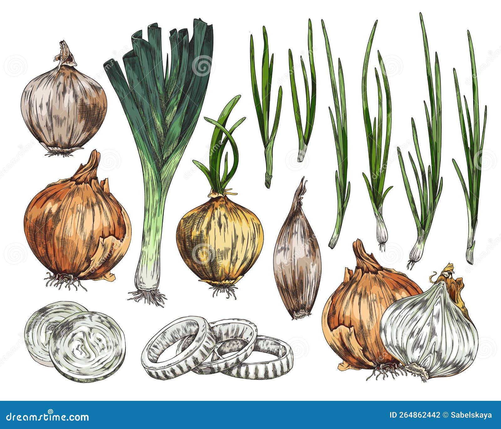 Onions Such As Bulb, Spring Onions and Leeks Sketch Vector Illustration ...