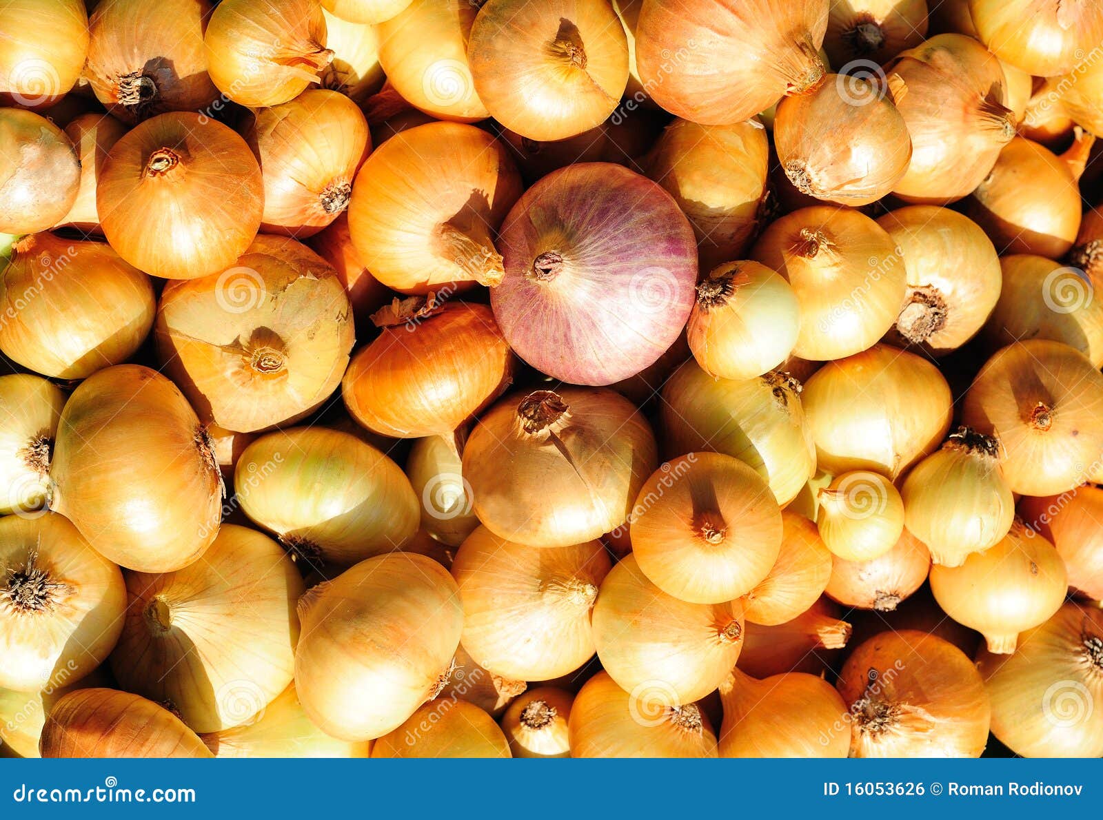Onions in the sun stock photo. Image of vegetable, reserve - 16053626