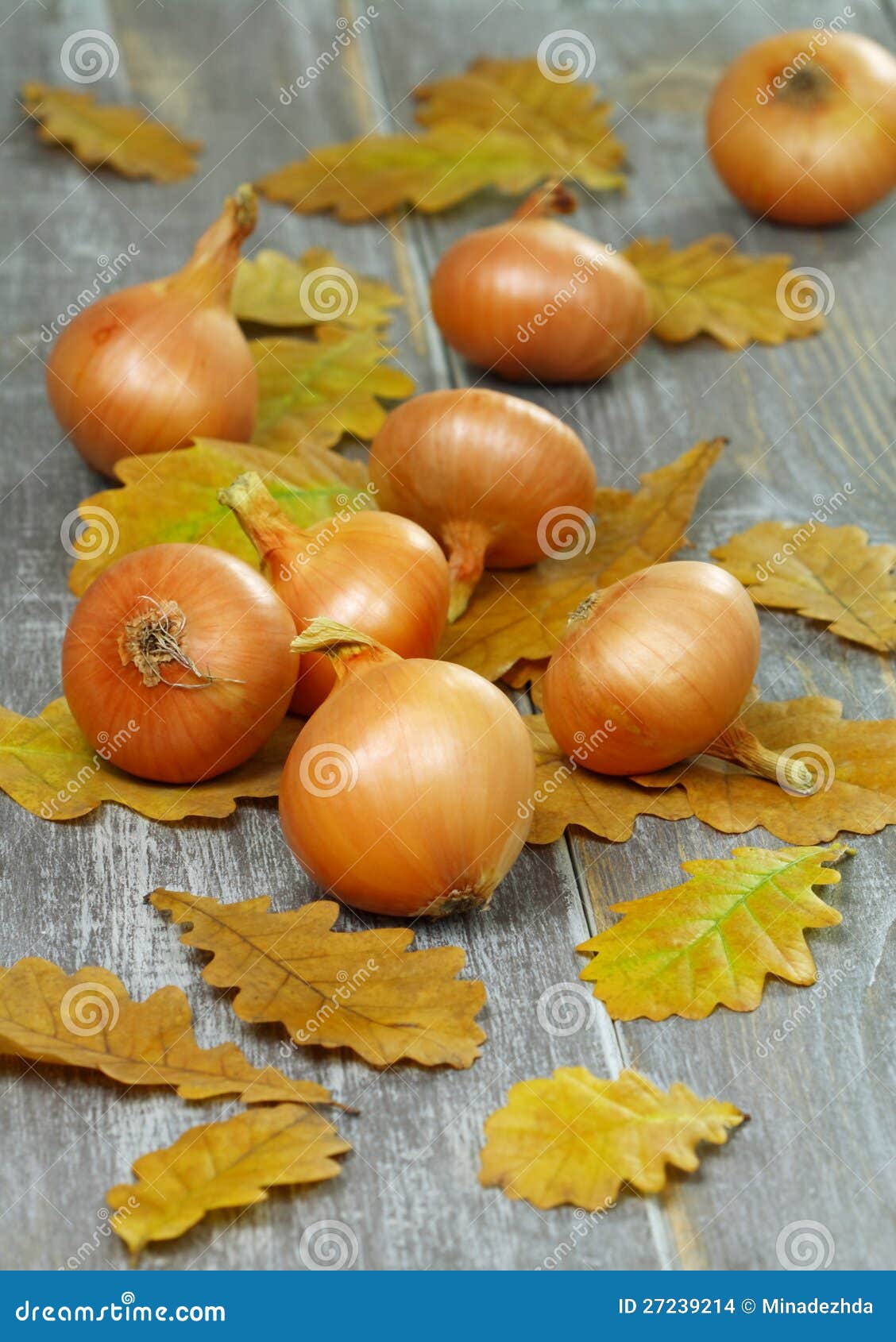 Onions on the table. stock photo. Image of gold, peel - 27239214