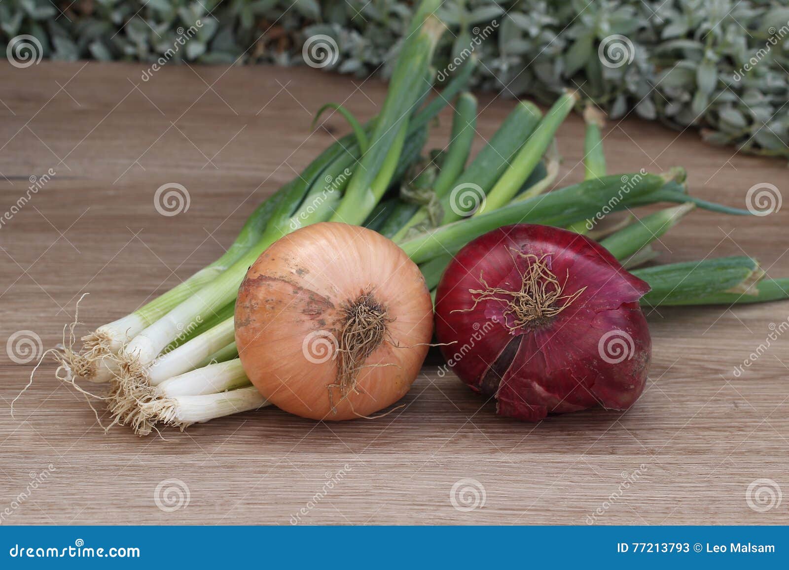 Onions on the table stock image. Image of freshness, agriculture - 77213793